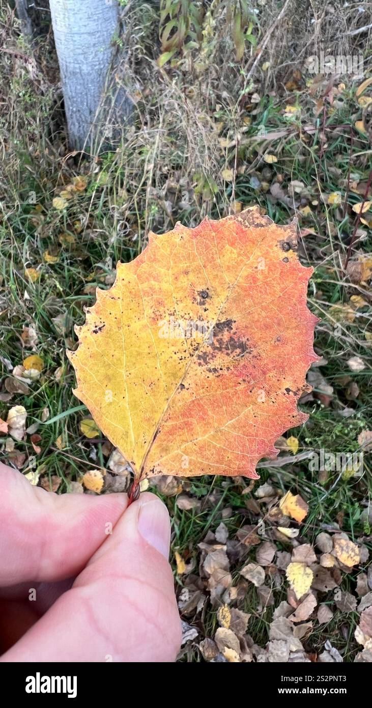 bigtooth aspen (Populus grandidentata Stock Photo - Alamy
