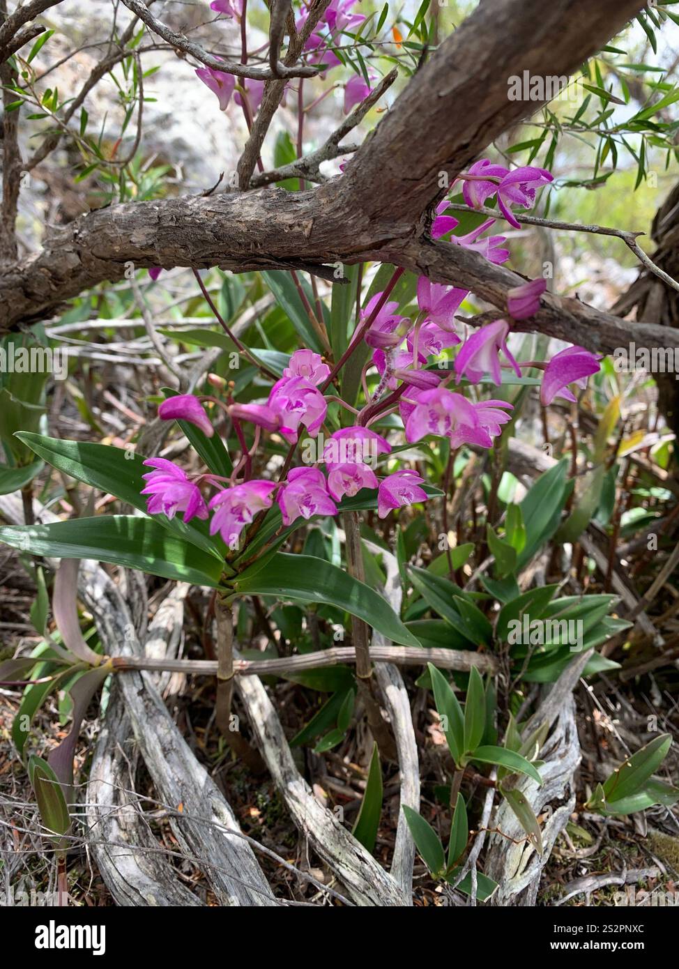 Dendrobium kingianum hi-res stock photography and images - Alamy