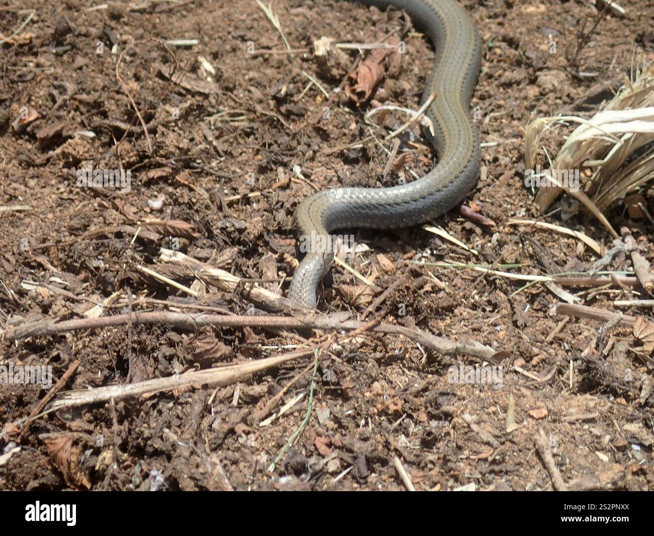 Southern Slugeater (Duberria lutrix lutrix Stock Photo - Alamy