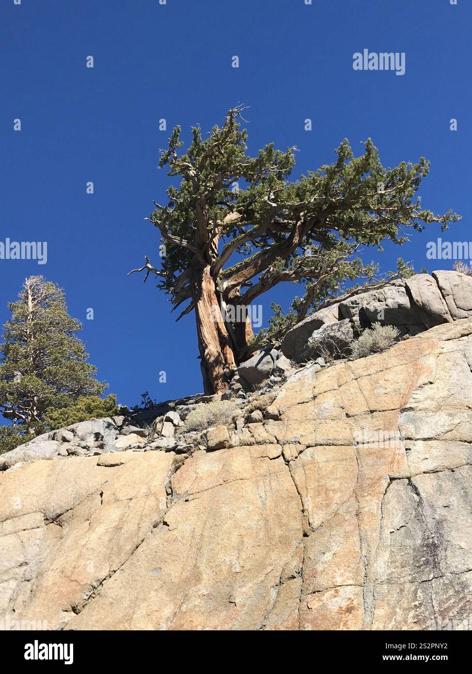 Sierra juniper (Juniperus grandis Stock Photo - Alamy