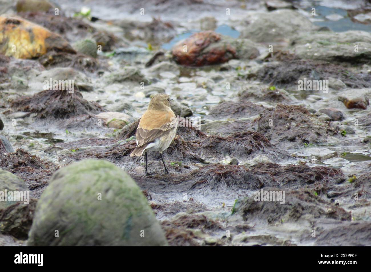 Austral Negrito (Lessonia rufa Stock Photo - Alamy