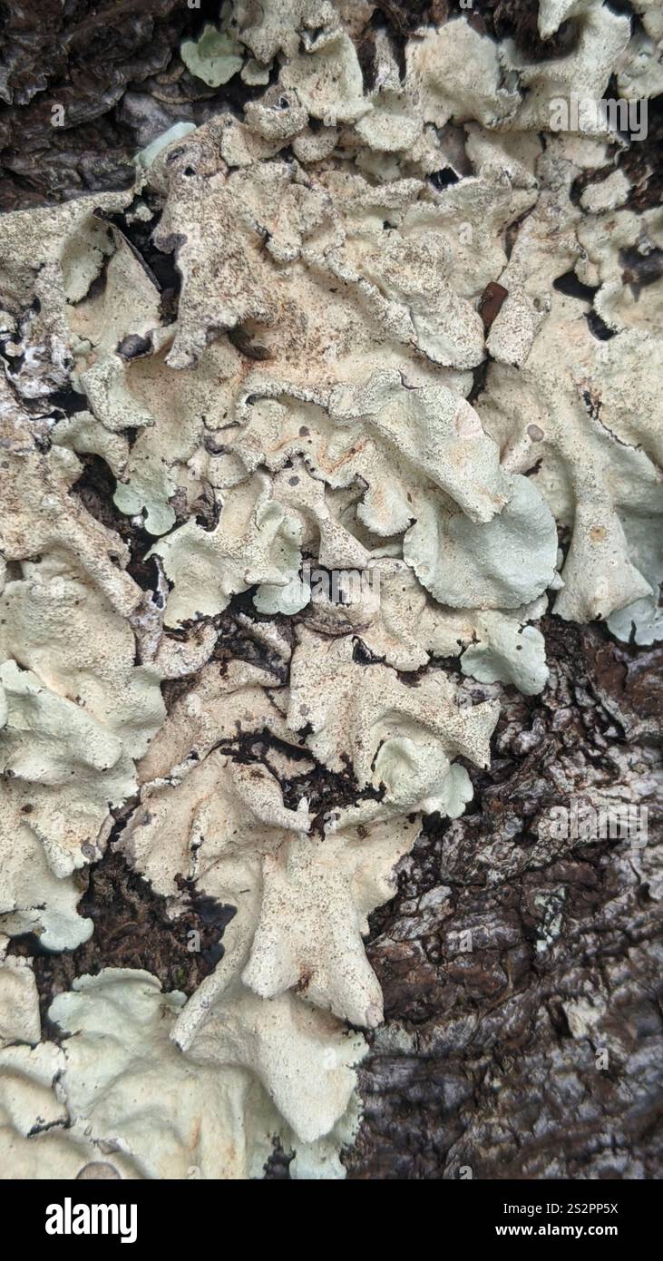 common greenshield lichen (Flavoparmelia caperata Stock Photo - Alamy