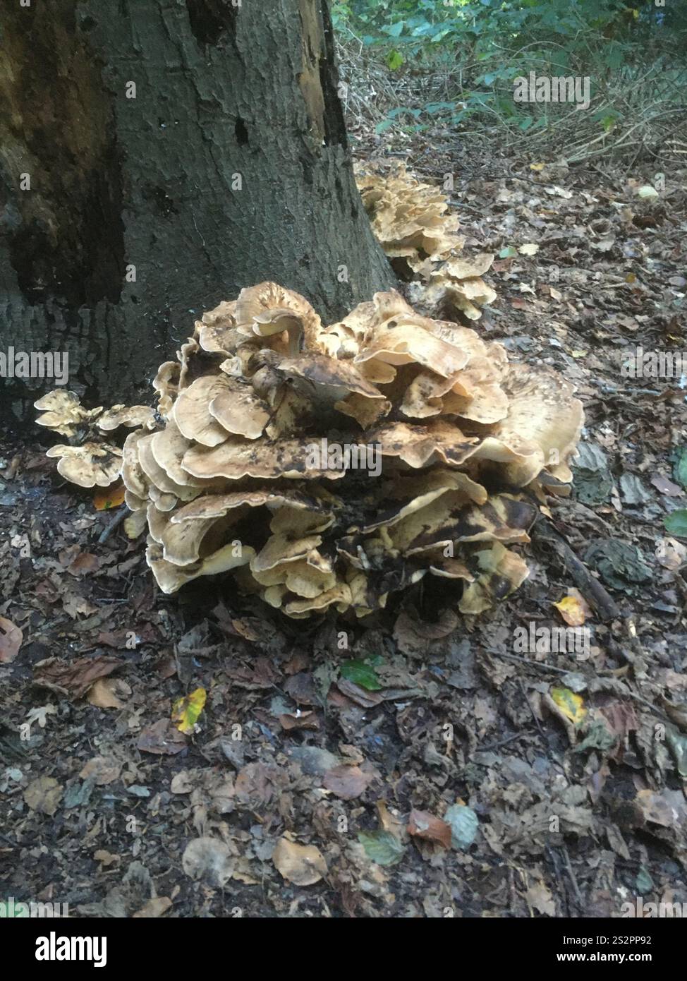 Giant Polypore (Meripilus giganteus Stock Photo - Alamy