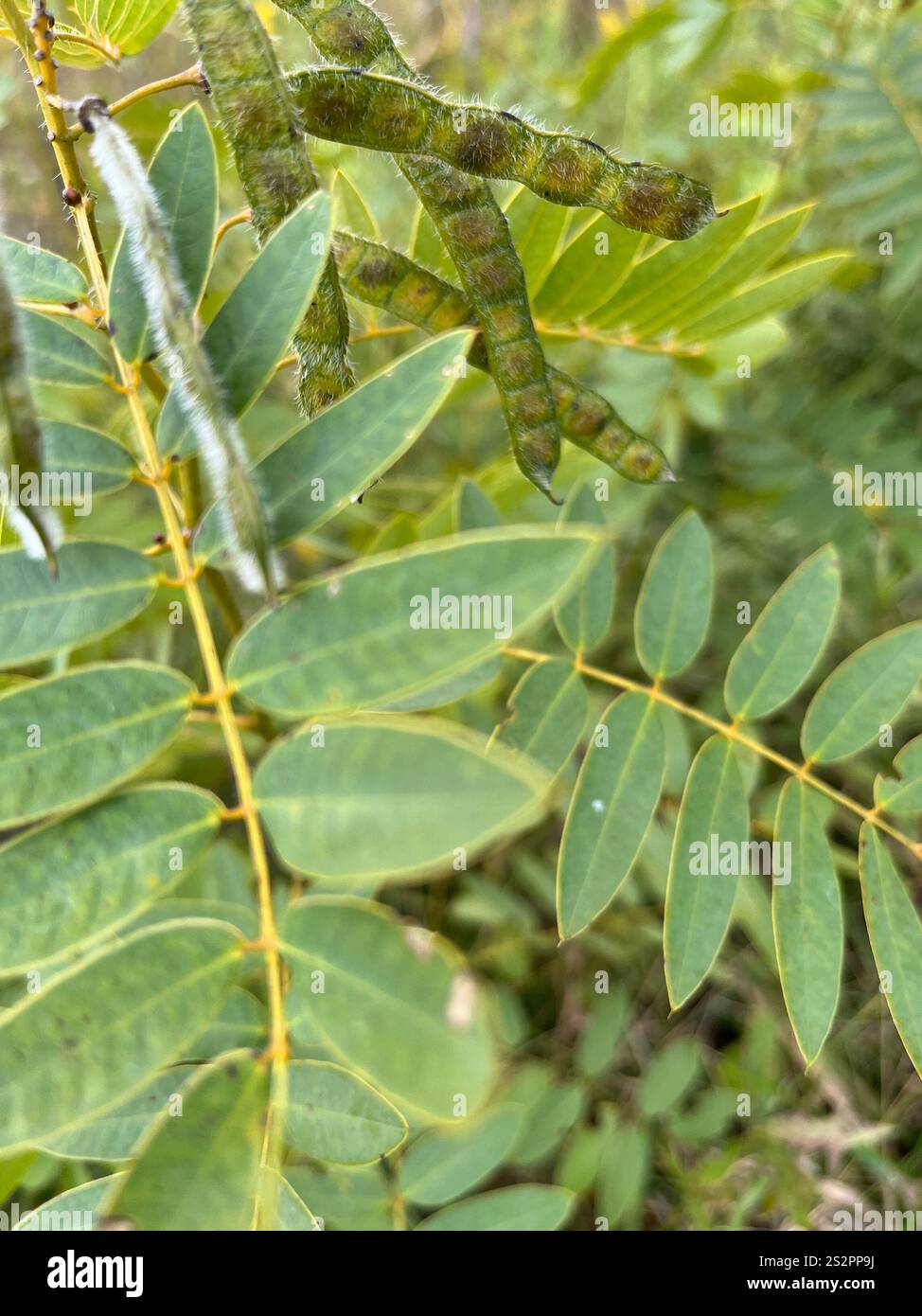 American senna (Senna hebecarpa Stock Photo - Alamy