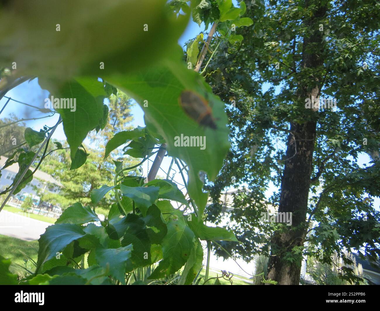 Eastern Bordered Plant Bug (Largus succinctus Stock Photo - Alamy