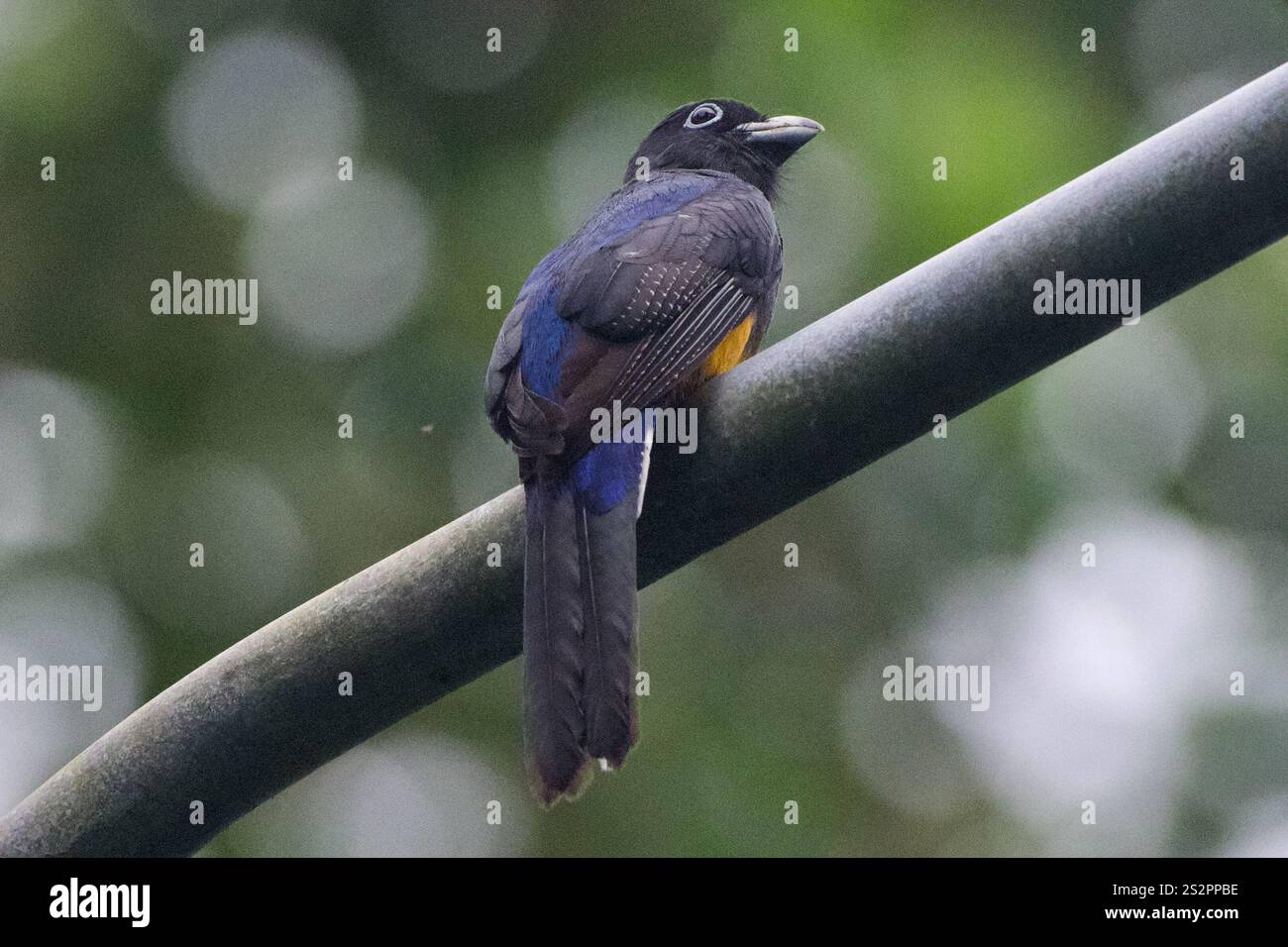White-tailed Trogon (Trogon chionurus Stock Photo - Alamy