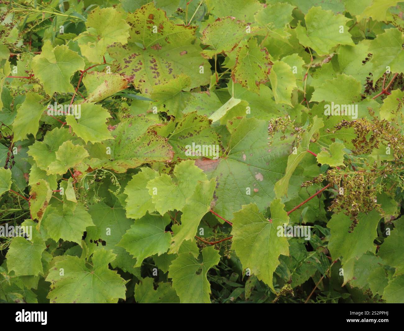 riverbank grape (Vitis riparia Stock Photo - Alamy