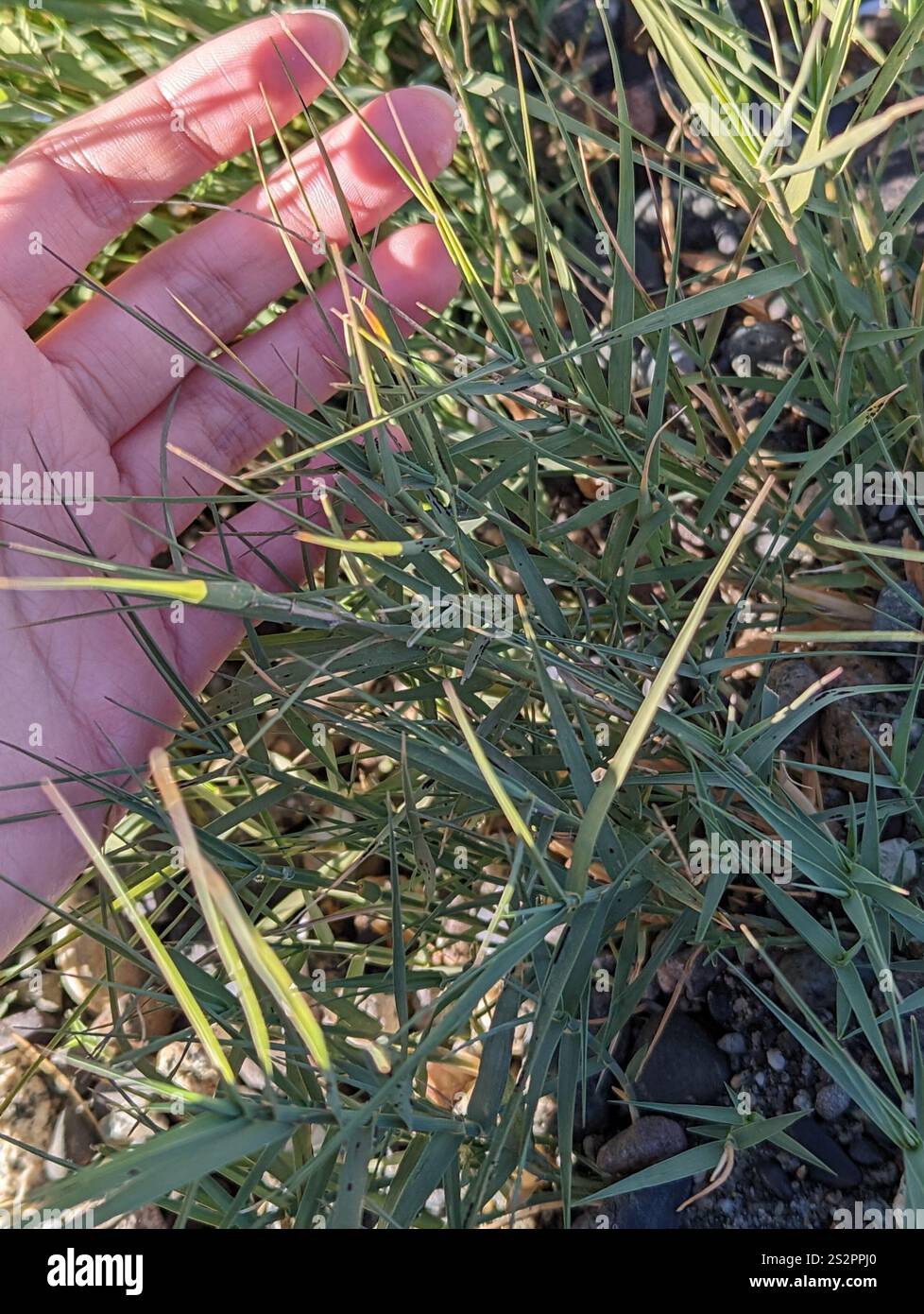 Saltgrass (Distichlis spicata Stock Photo - Alamy