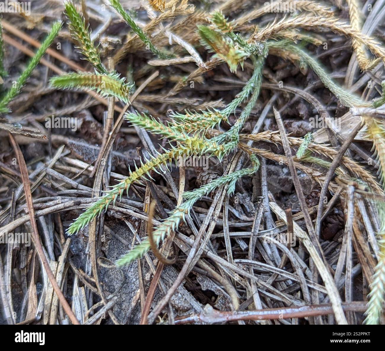Sand Spikemoss (Selaginella arenicola Stock Photo - Alamy