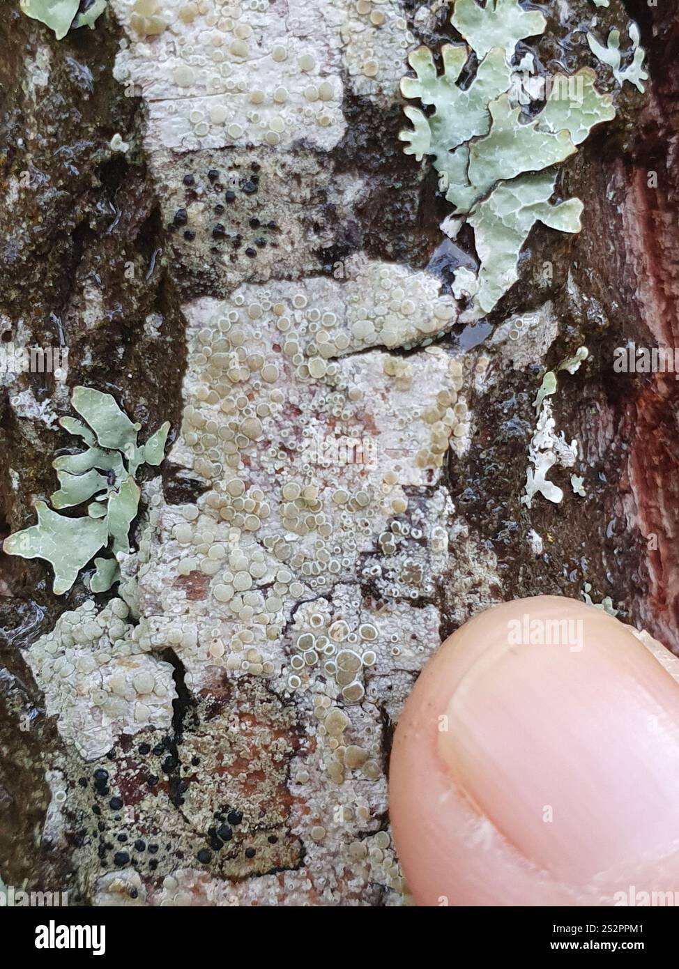 rim lichens, disc lichens, and allies (Lecanoraceae Stock Photo - Alamy