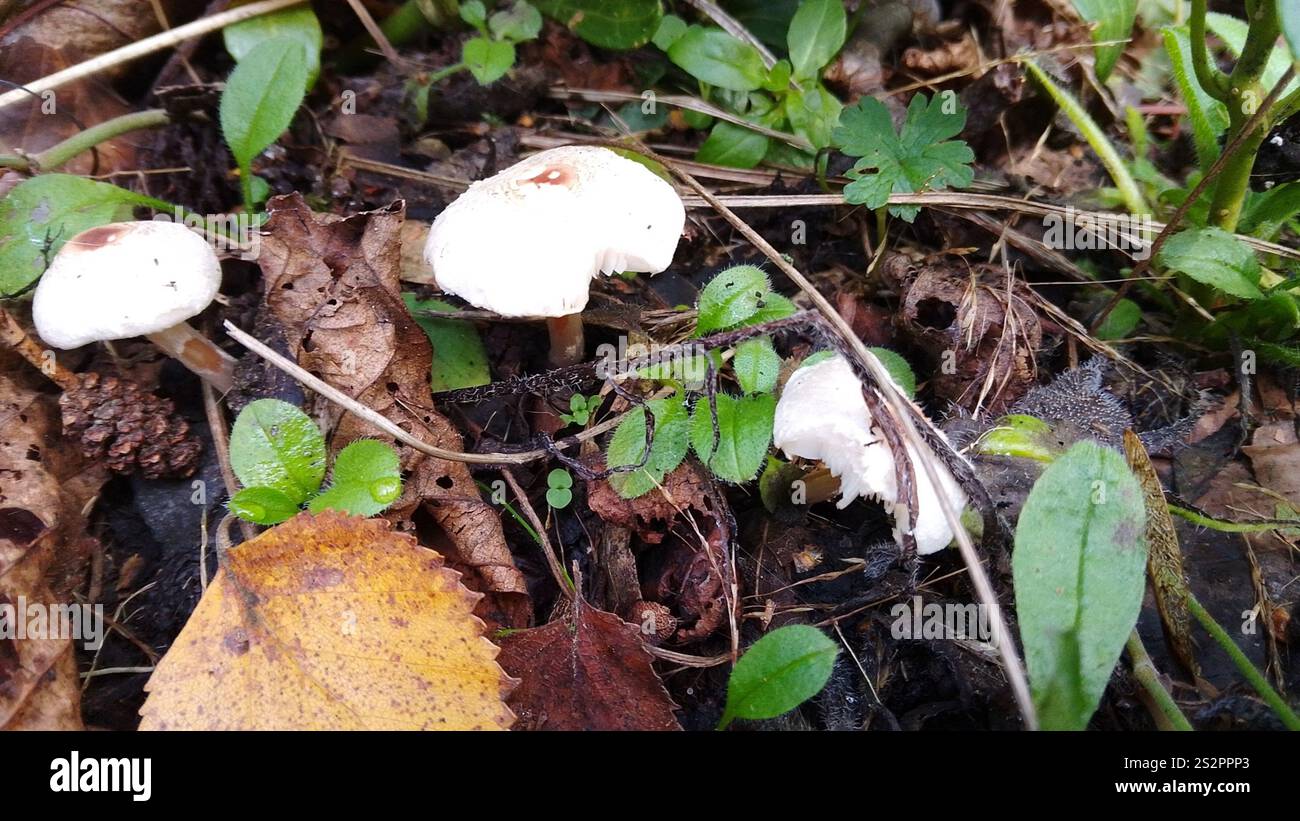 Stinking dapperling hi-res stock photography and images - Alamy