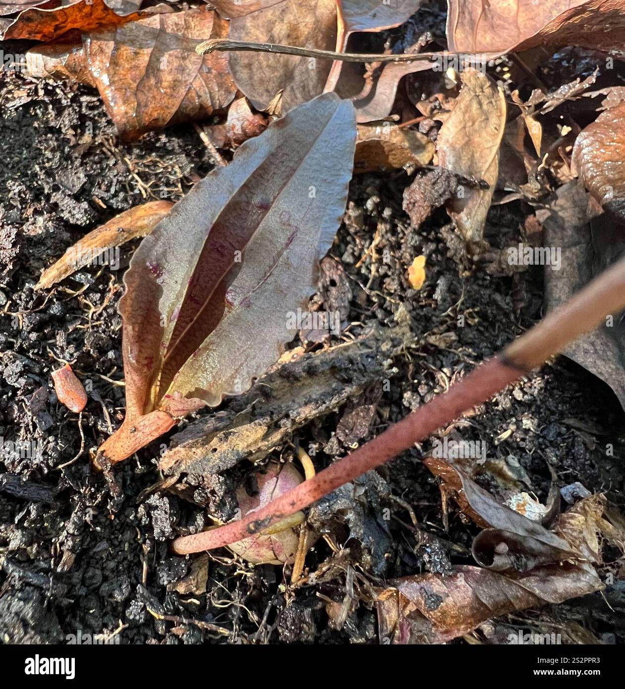 crane-fly orchid (Tipularia discolor Stock Photo - Alamy