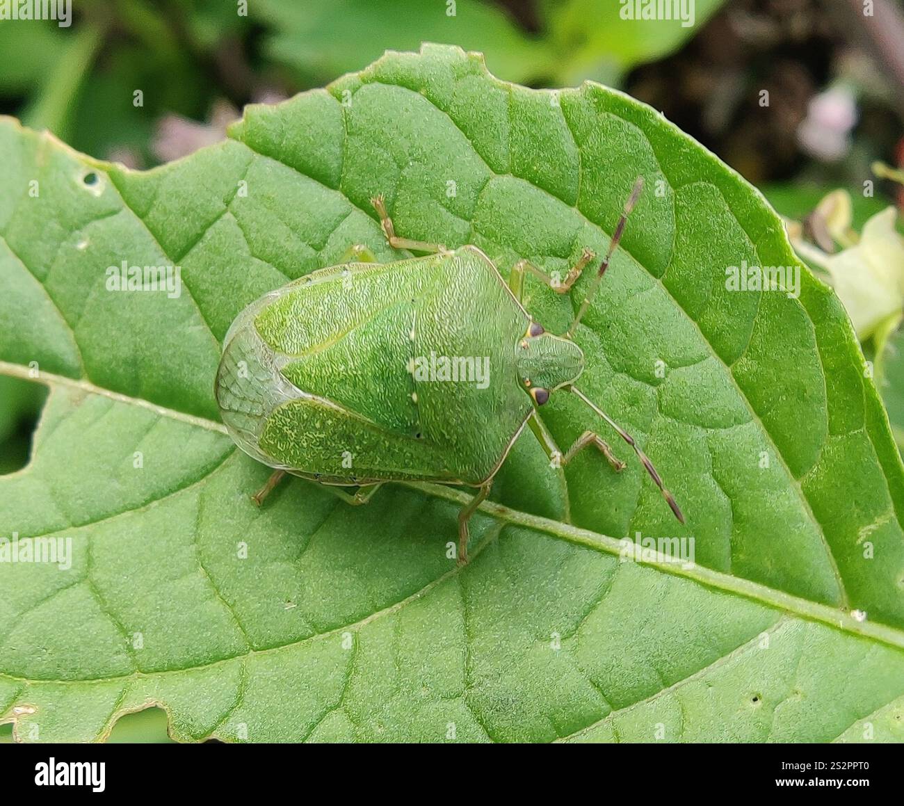 Southern Green Stink Bug (Nezara viridula Stock Photo - Alamy