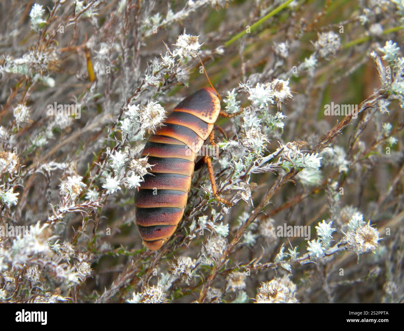 Cape Mountain Cockroach (Aptera fusca Stock Photo - Alamy