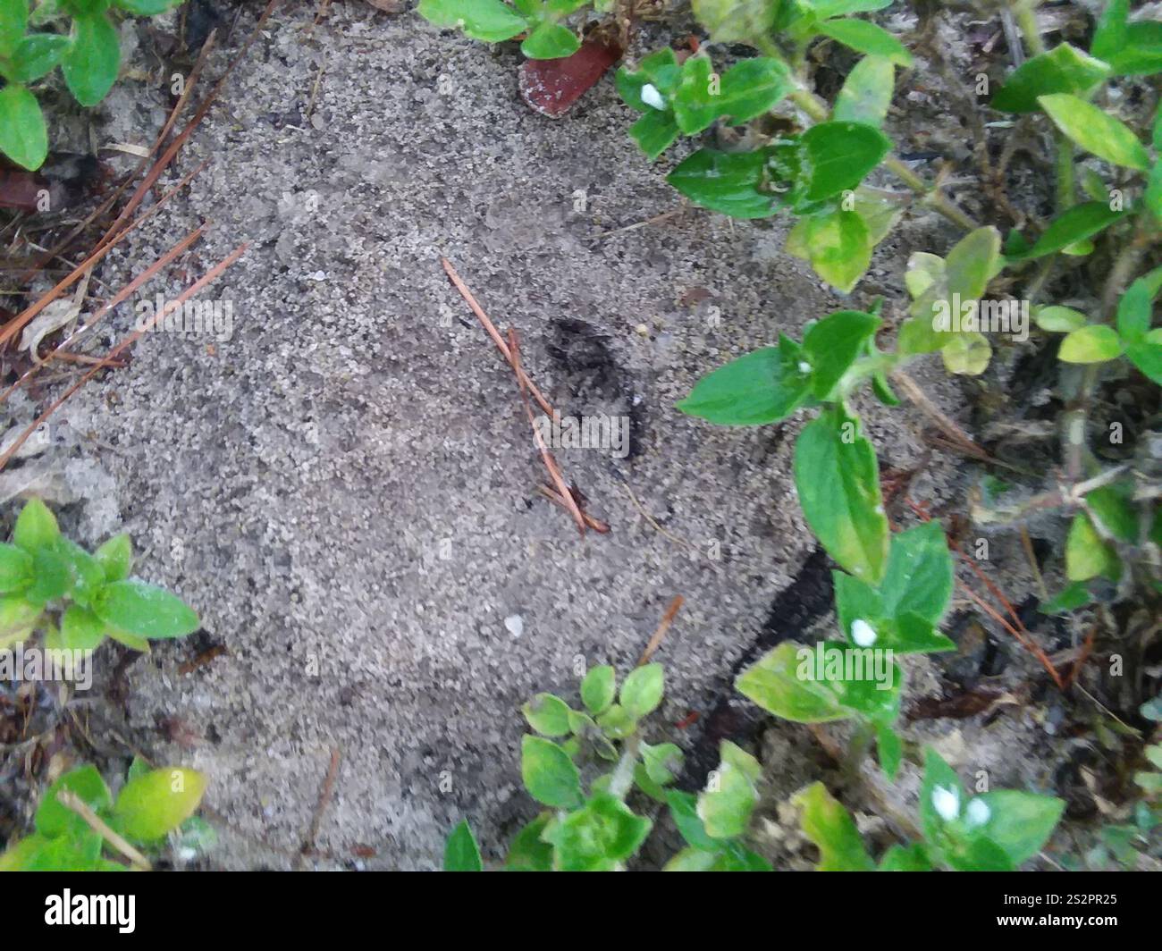 Buren's Pyramid Ant (Dorymyrmex bureni Stock Photo - Alamy