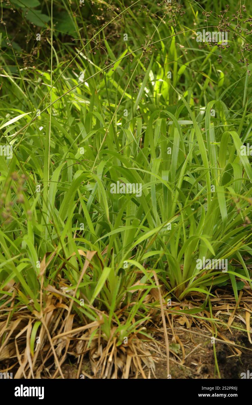 Great Woodrush (Luzula sylvatica Stock Photo - Alamy