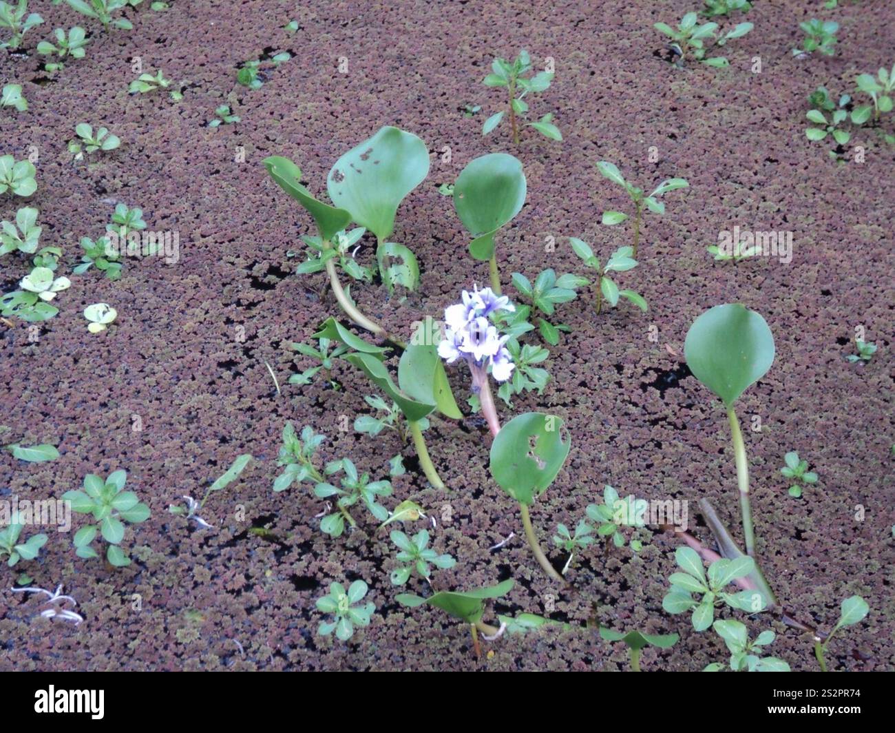 anchored water hyacinth (Pontederia azurea Stock Photo - Alamy