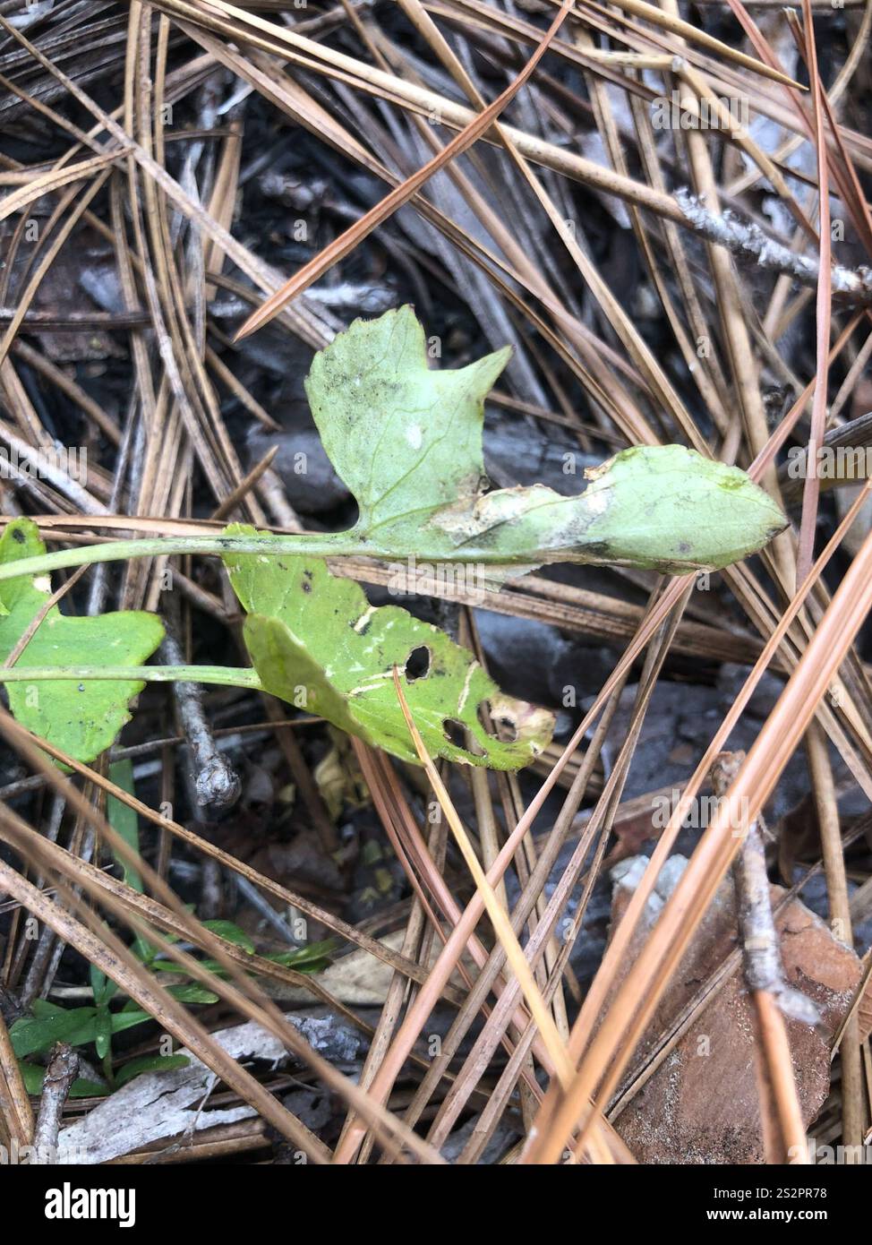Triangle-leaved Violet (Viola emarginata Stock Photo - Alamy