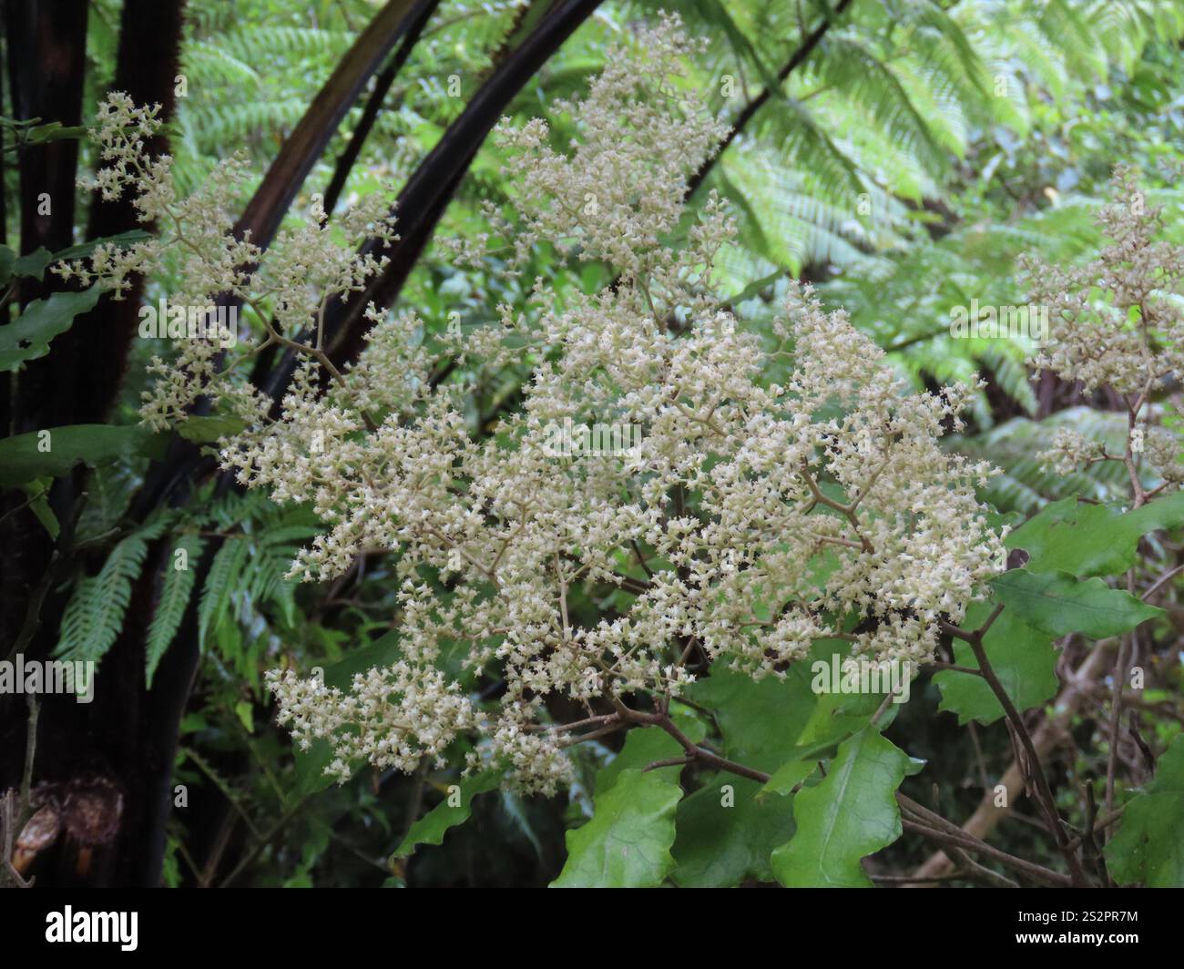 Rangiora (Brachyglottis repanda Stock Photo - Alamy