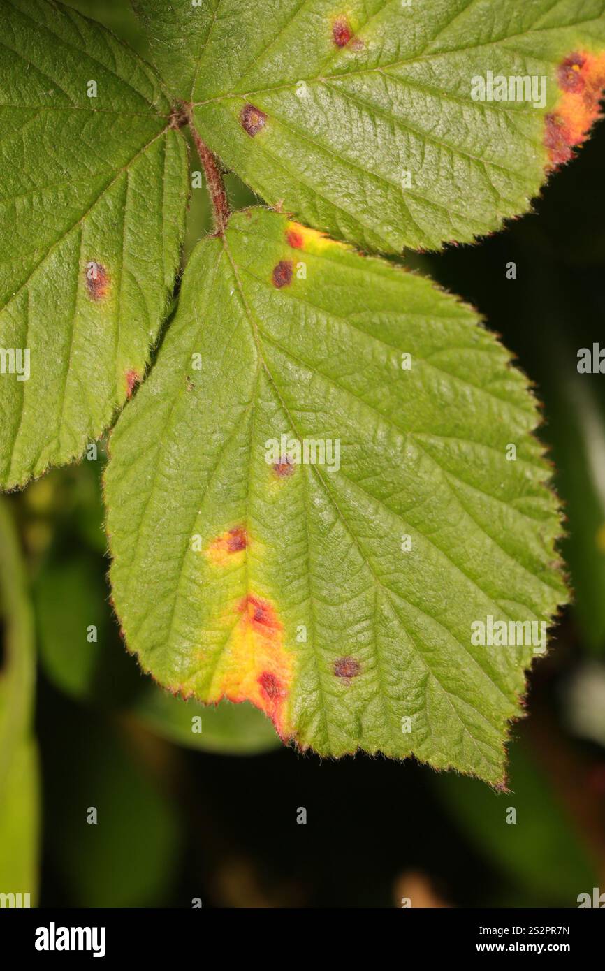 Phragmidium violaceum phragmidium violaceum hi-res stock photography ...