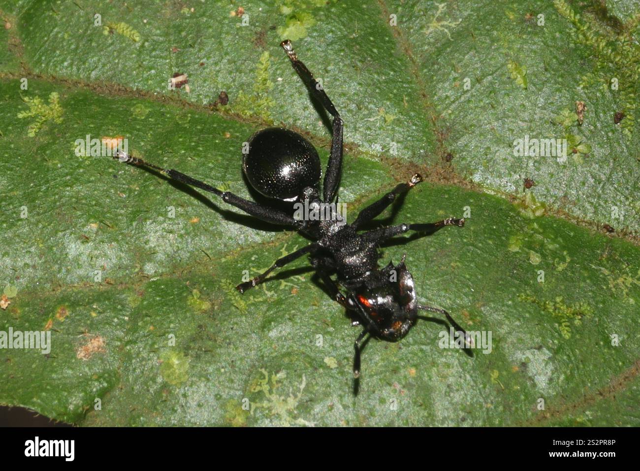 Common Giant Turtle Ant (Cephalotes atratus Stock Photo - Alamy