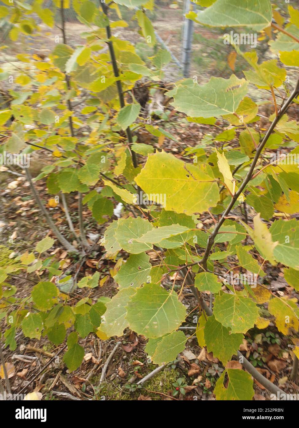 bigtooth aspen (Populus grandidentata Stock Photo - Alamy