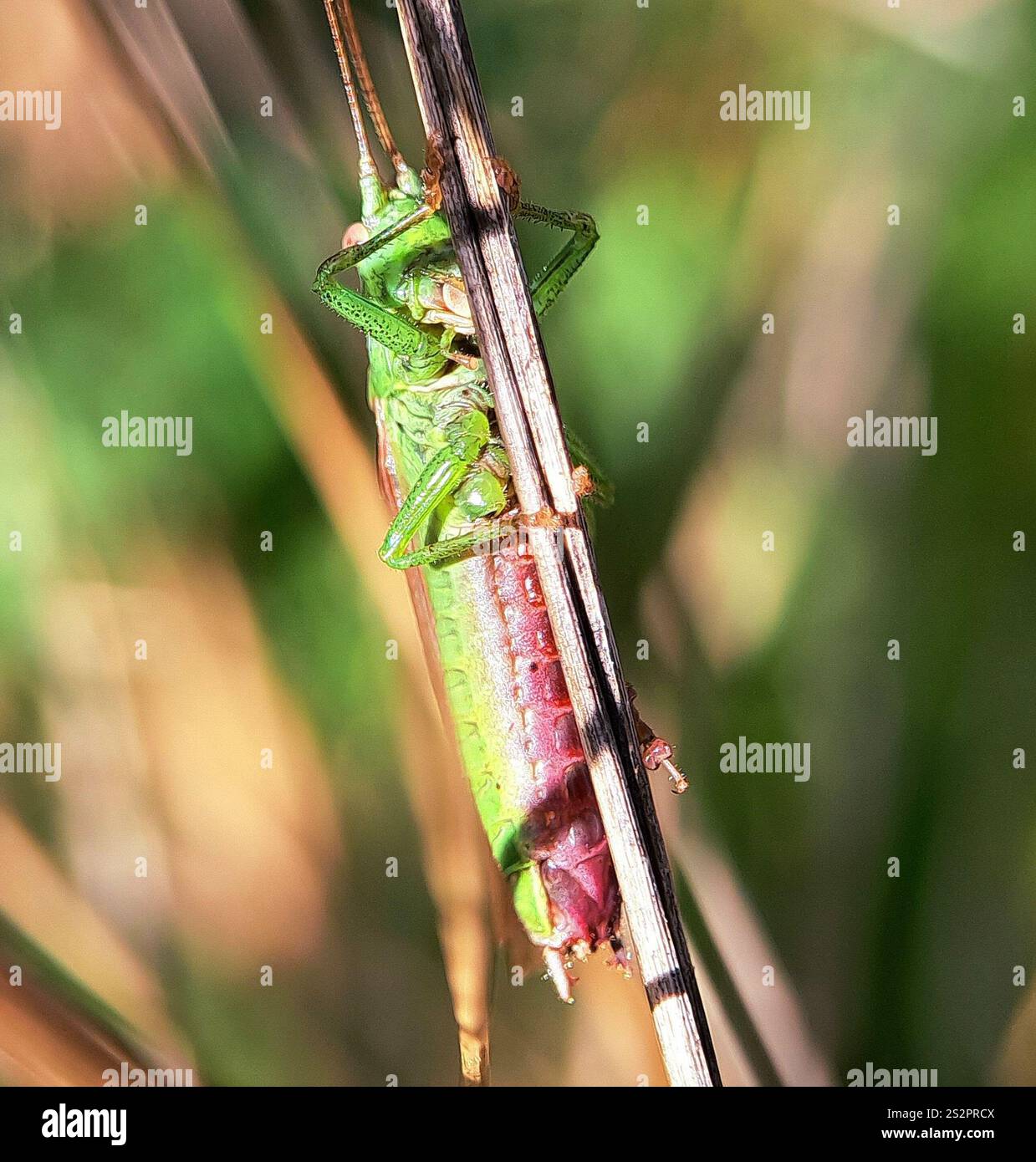 Long-winged Conehead (Conocephalus fuscus Stock Photo - Alamy