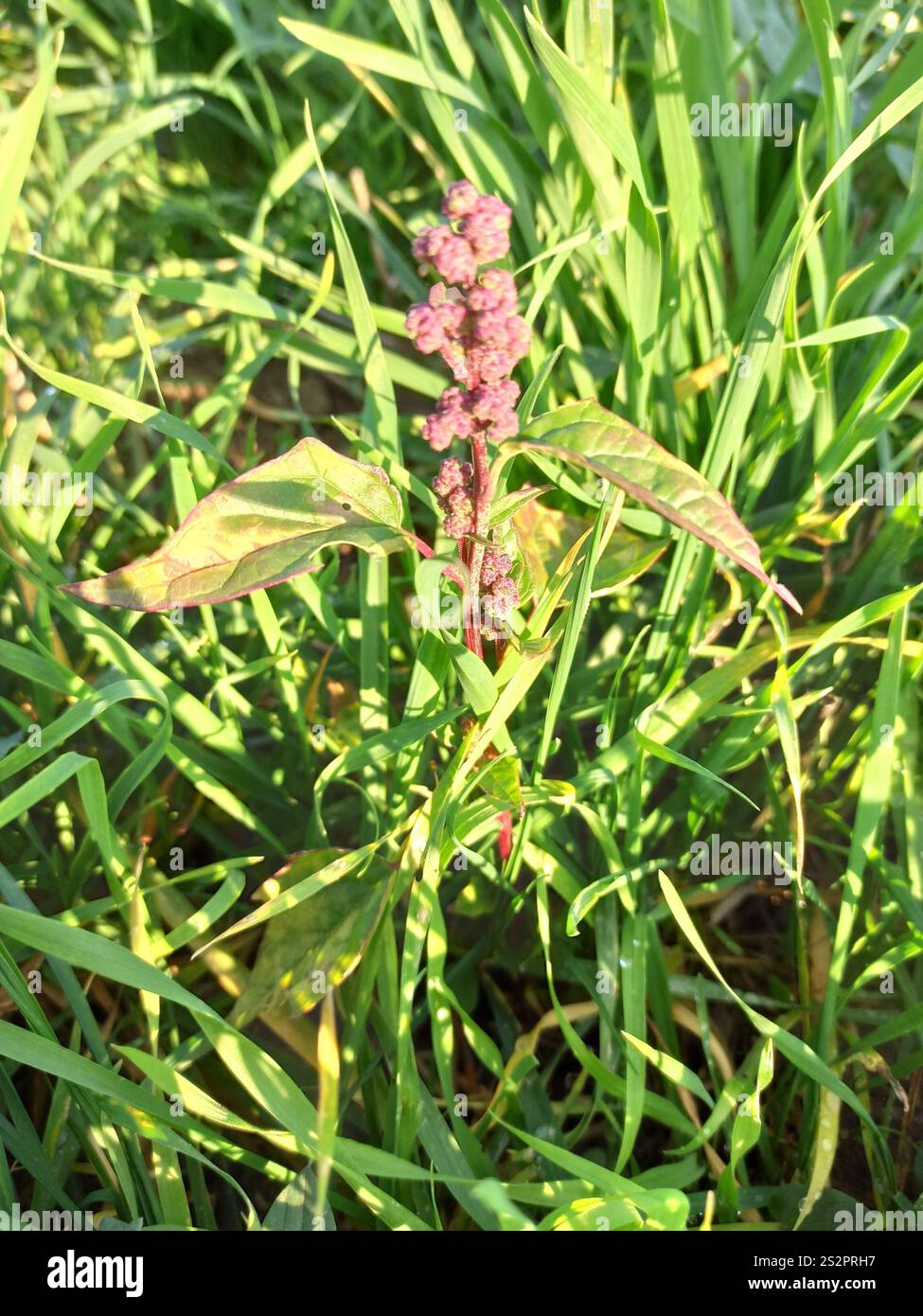 Eurasian maple-leaved goosefoot (Chenopodiastrum hybridum Stock Photo ...