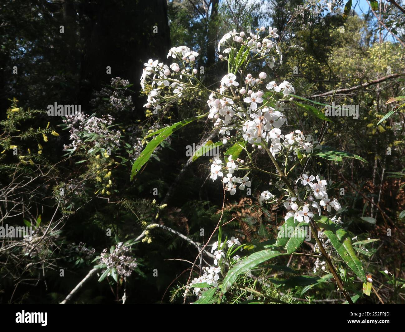 (Zieria arborescens arborescens Stock Photo - Alamy