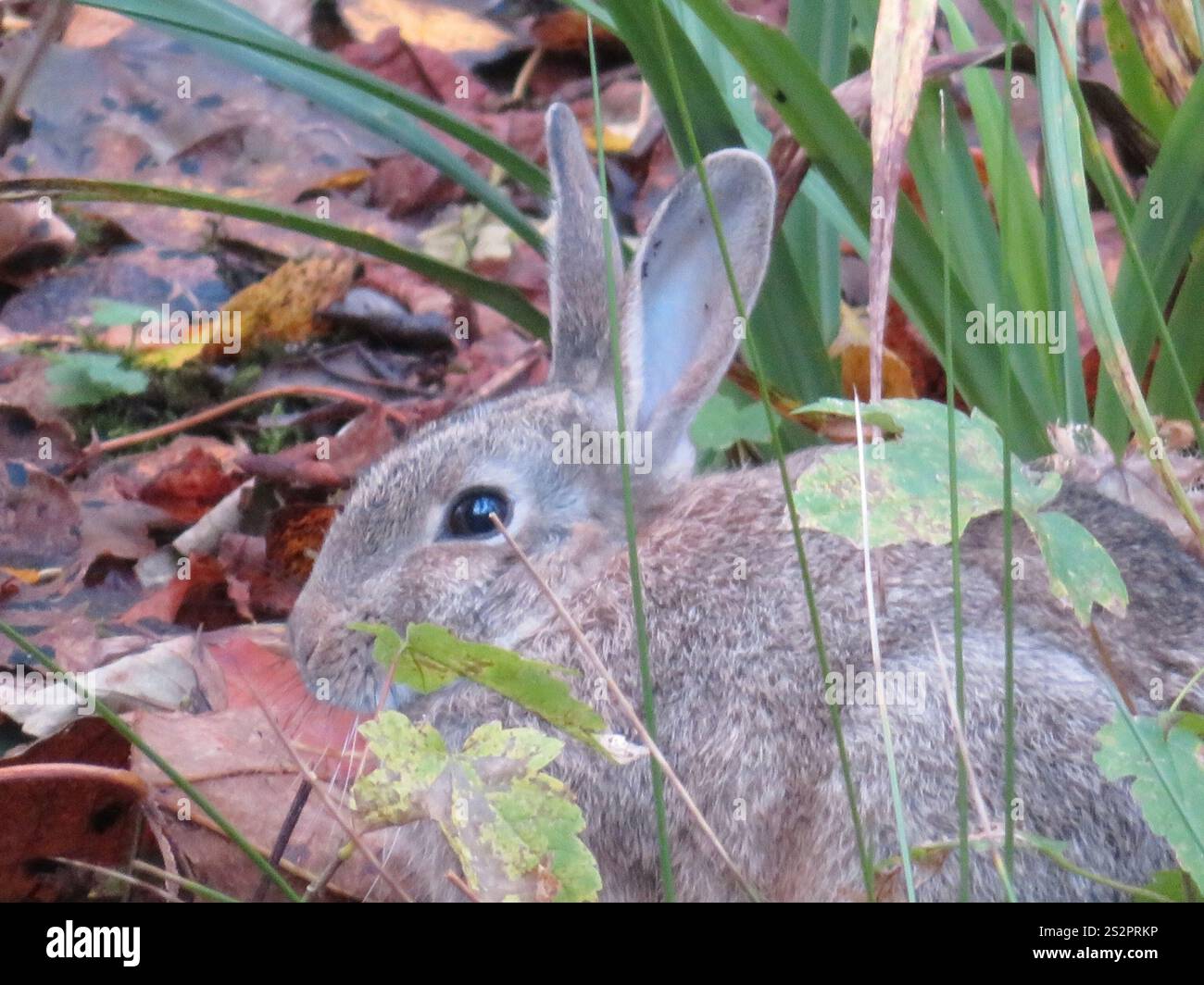 European Rabbit (Oryctolagus cuniculus Stock Photo - Alamy