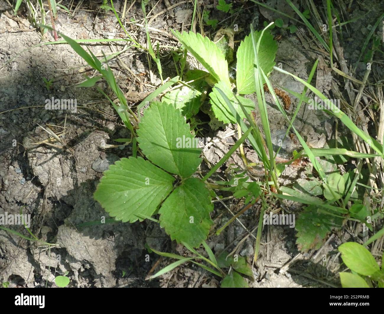 Virginia strawberry (Fragaria virginiana Stock Photo - Alamy