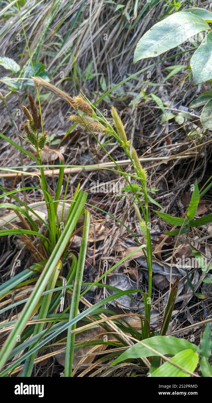 Oahu Sedge (Carex wahuensis Stock Photo - Alamy