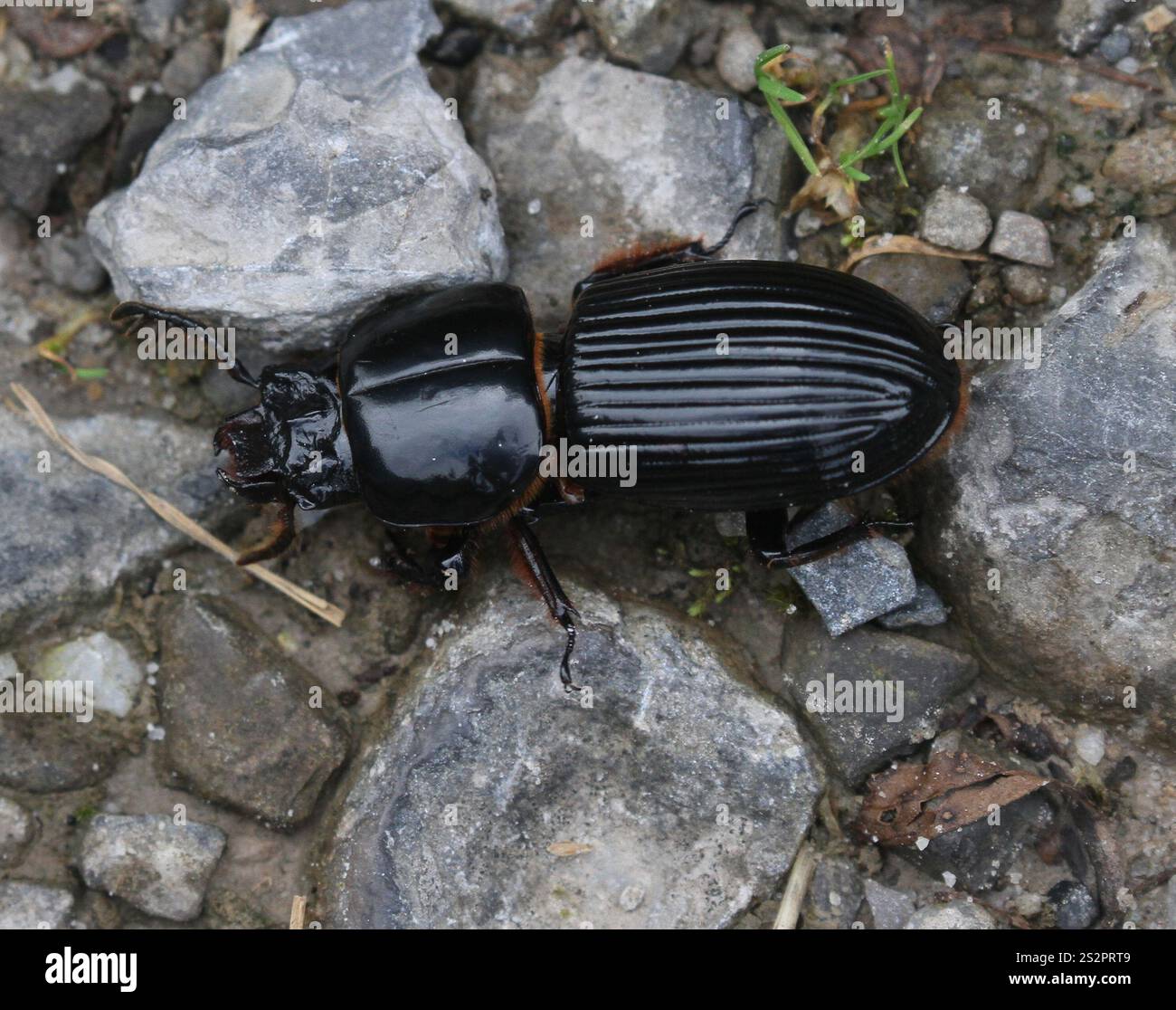 Bess Beetles (Passalidae Stock Photo - Alamy