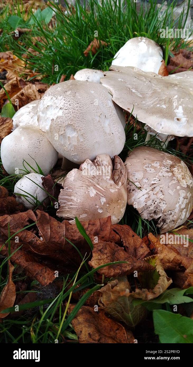 Yellow Stainer (Agaricus xanthodermus Stock Photo - Alamy