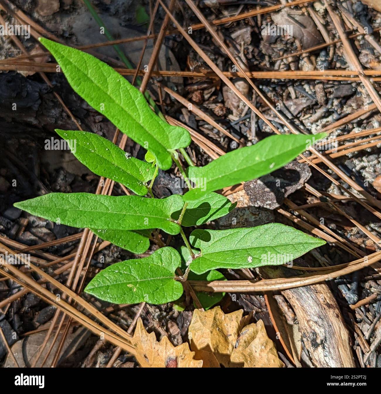 Virginia snakeroot (Aristolochia serpentaria Stock Photo - Alamy