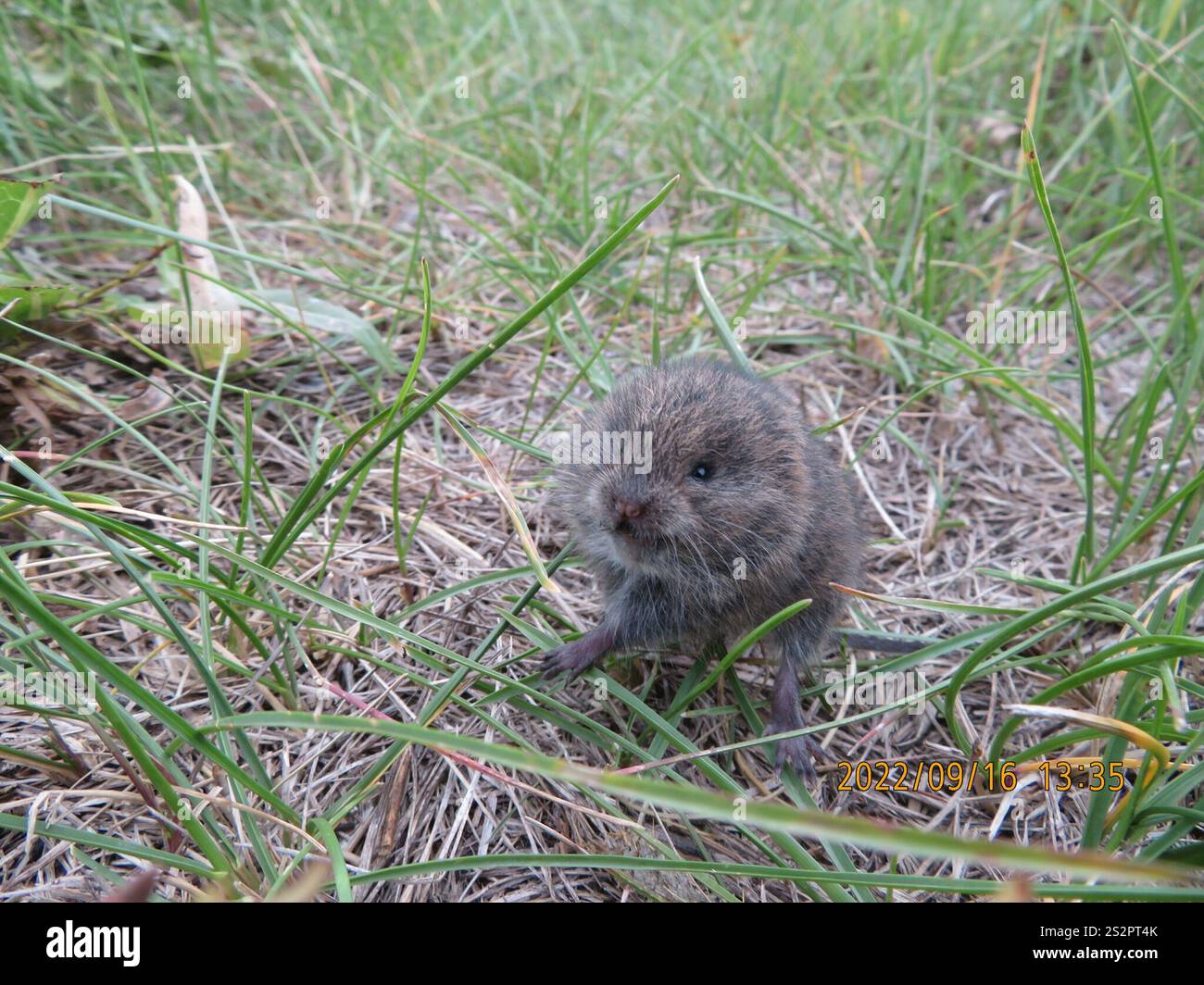 Western Meadow Vole (Microtus drummondii Stock Photo - Alamy