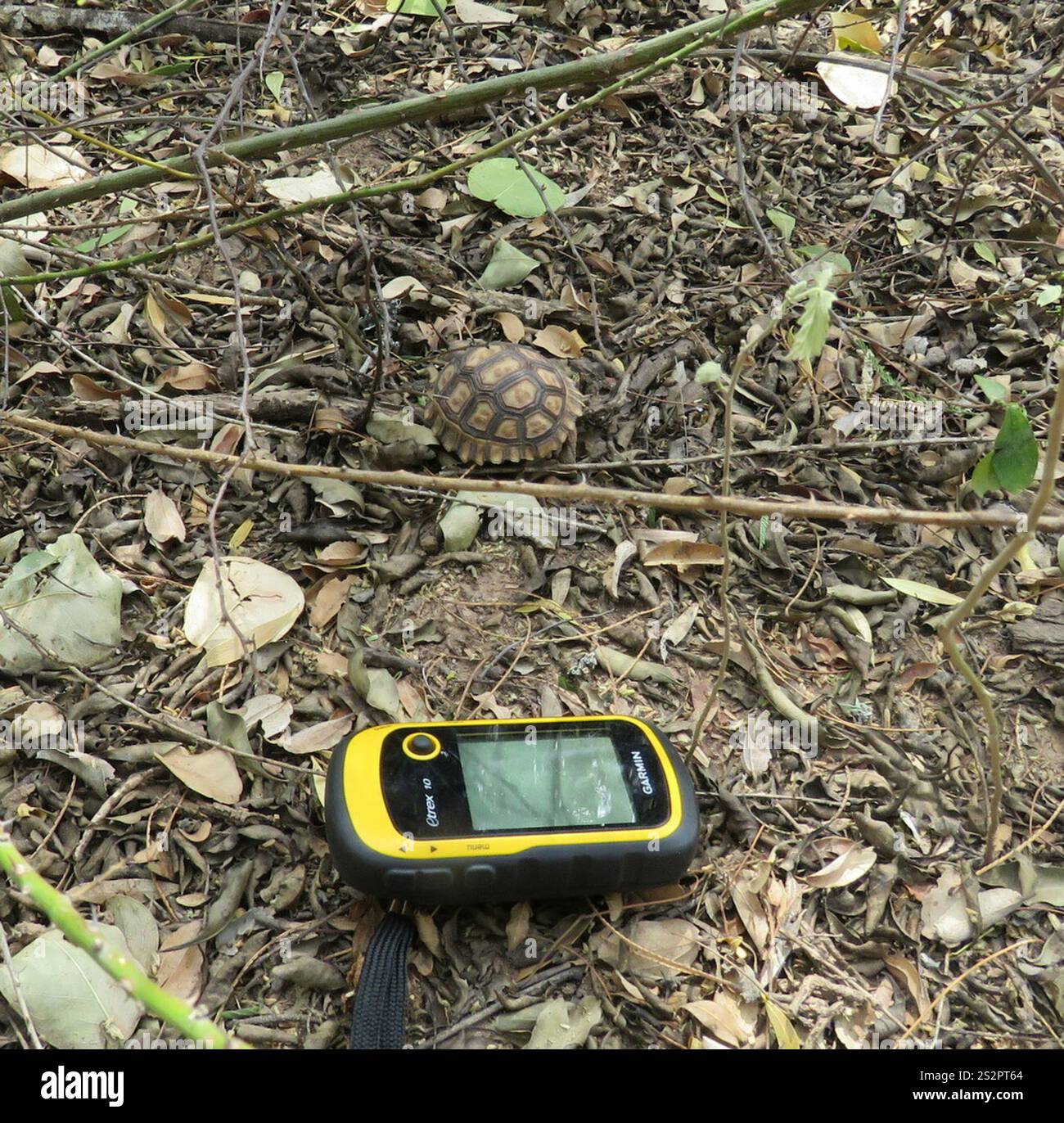 Chaco tortoise hi-res stock photography and images - Alamy