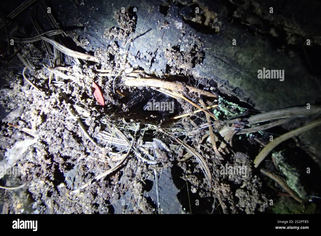 Blue Mountains Funnel-web Spider (Hadronyche versuta Stock Photo - Alamy