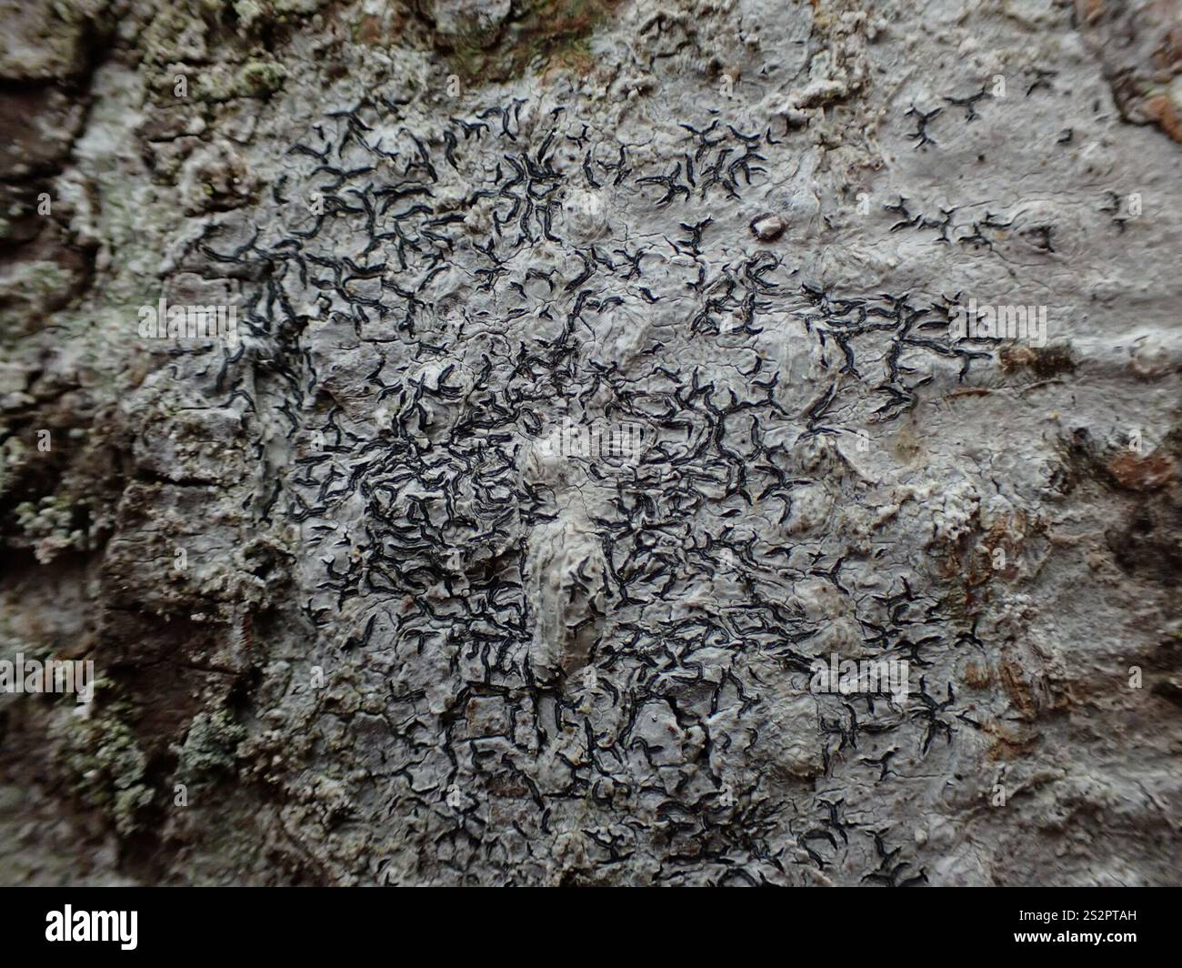 Common Script Lichen (Graphis scripta Stock Photo - Alamy