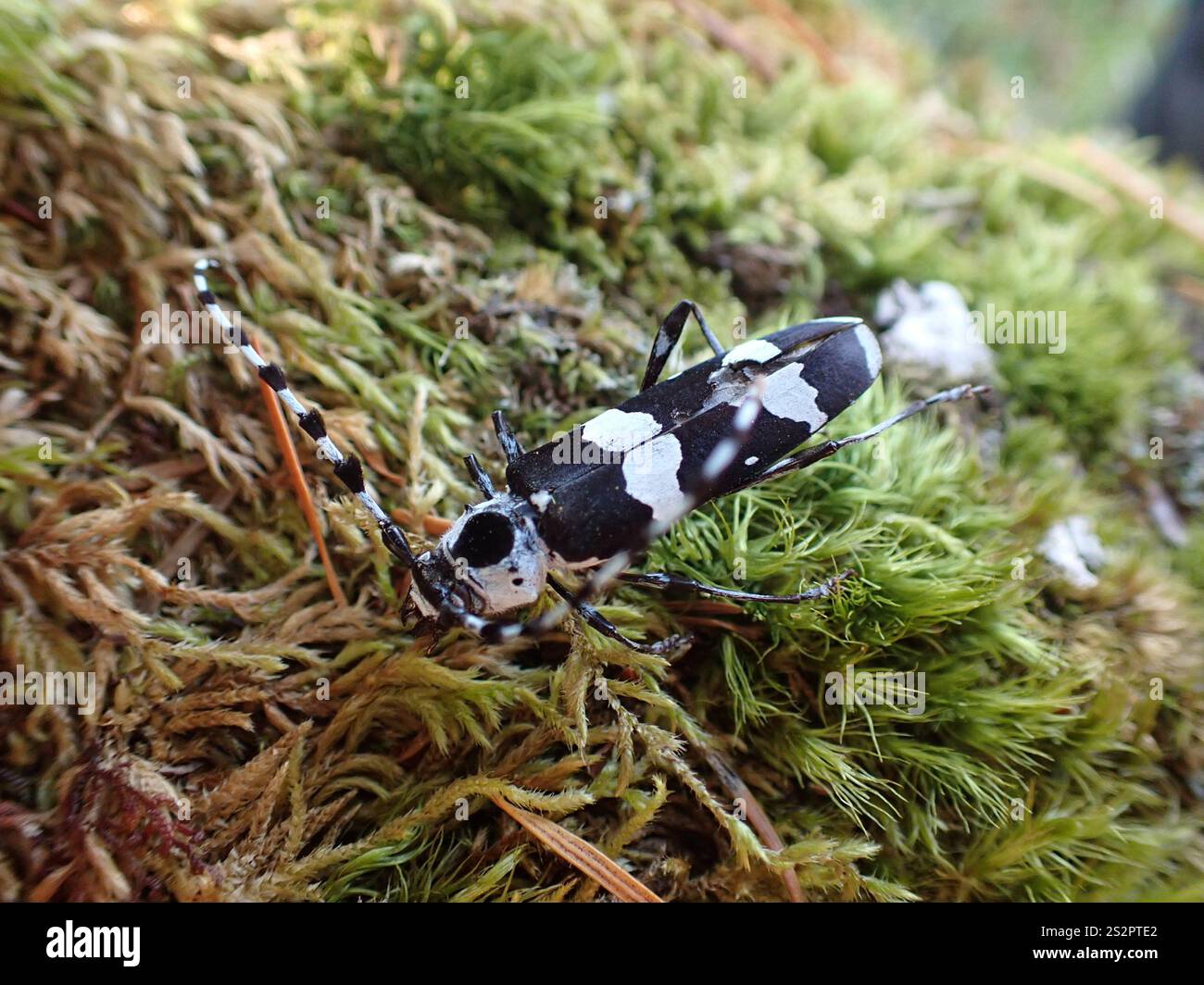 Banded alder hi-res stock photography and images - Alamy