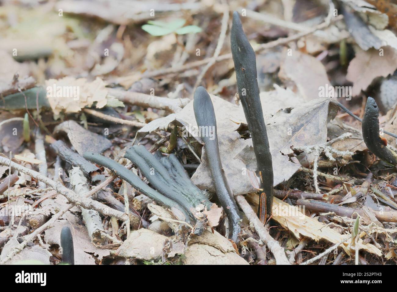 Earth Tongues (Geoglossum Stock Photo - Alamy