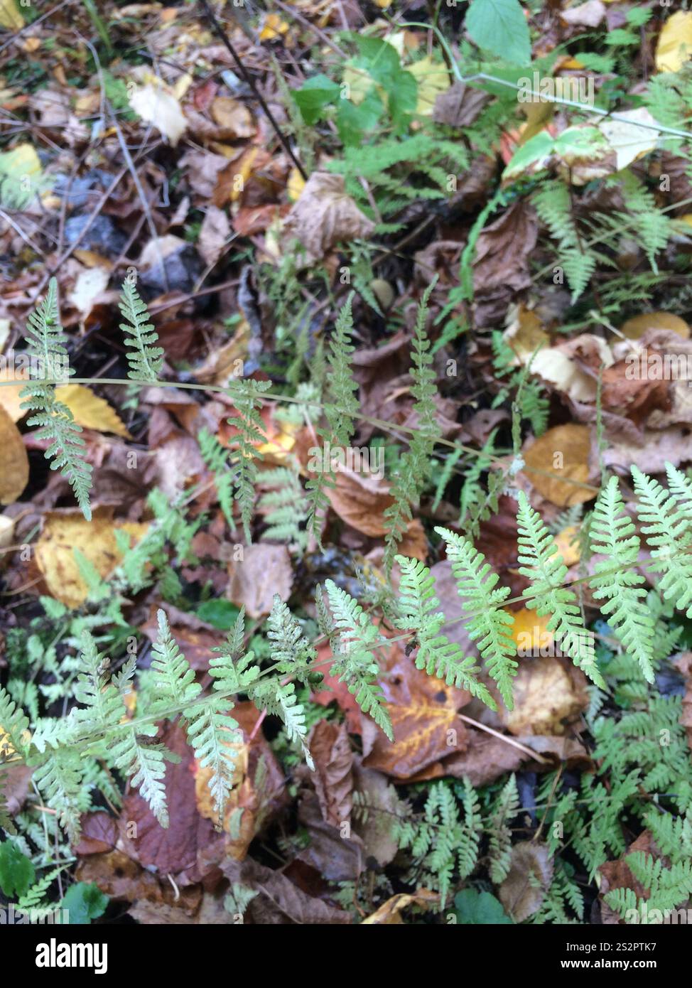 bulblet fern (Cystopteris bulbifera Stock Photo - Alamy