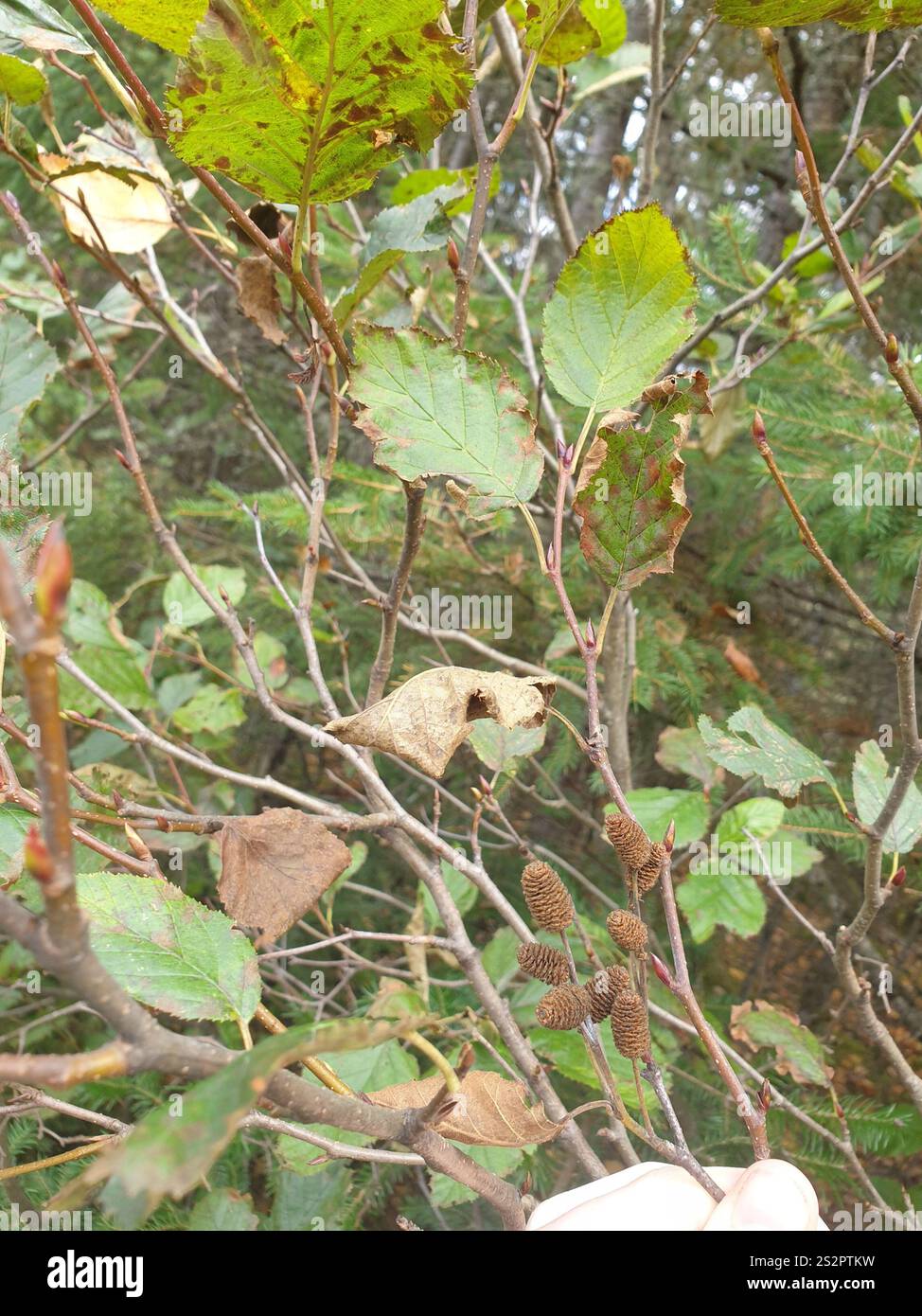 mountain alder (Alnus alnobetula crispa Stock Photo - Alamy