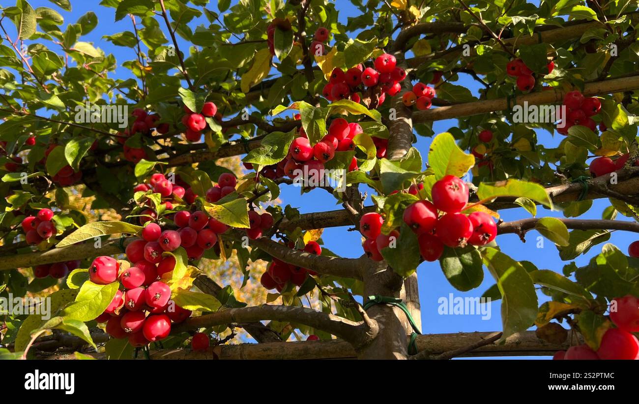 Siberian crabapple (Malus baccata Stock Photo - Alamy