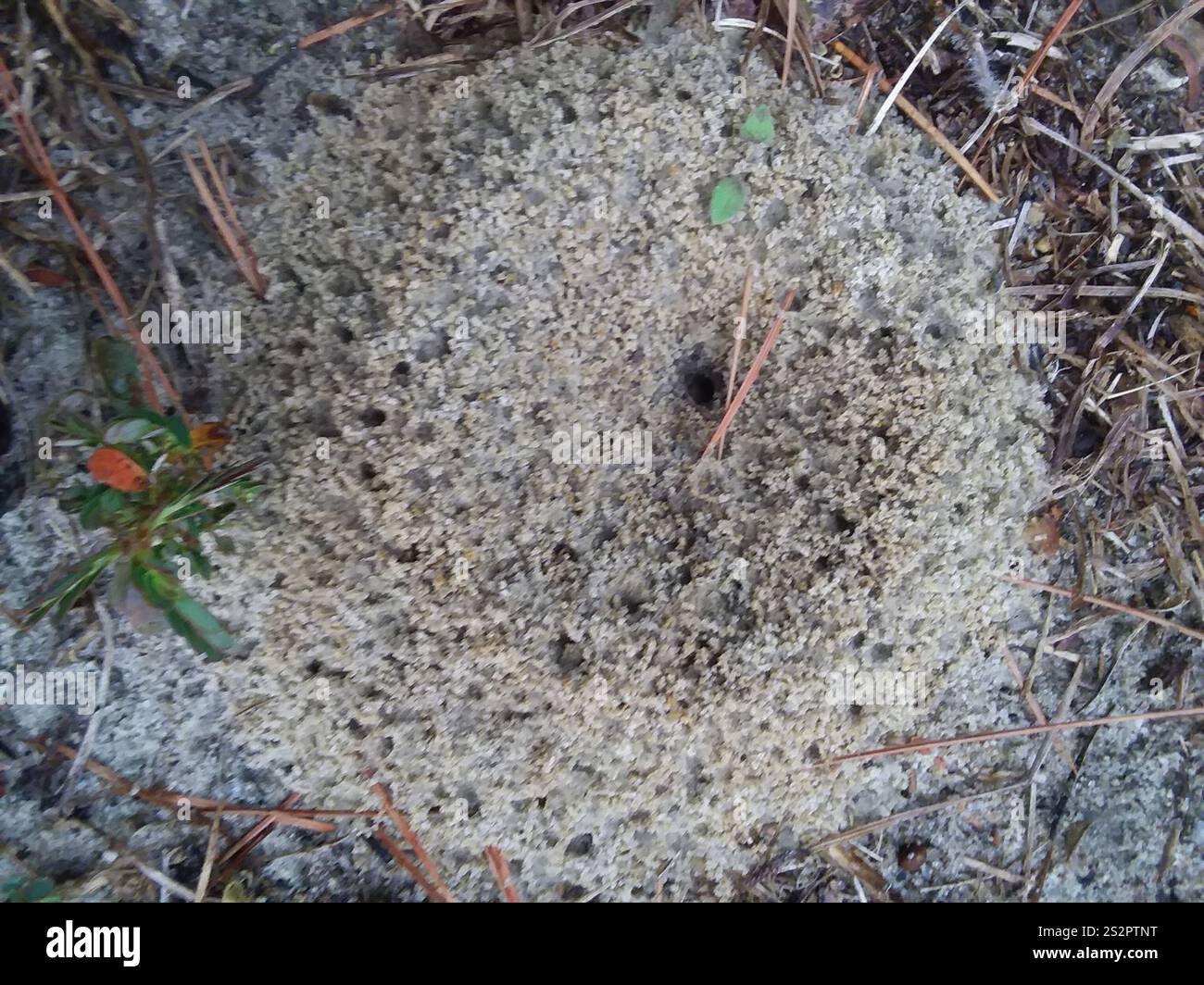 Buren's Pyramid Ant (Dorymyrmex bureni Stock Photo - Alamy