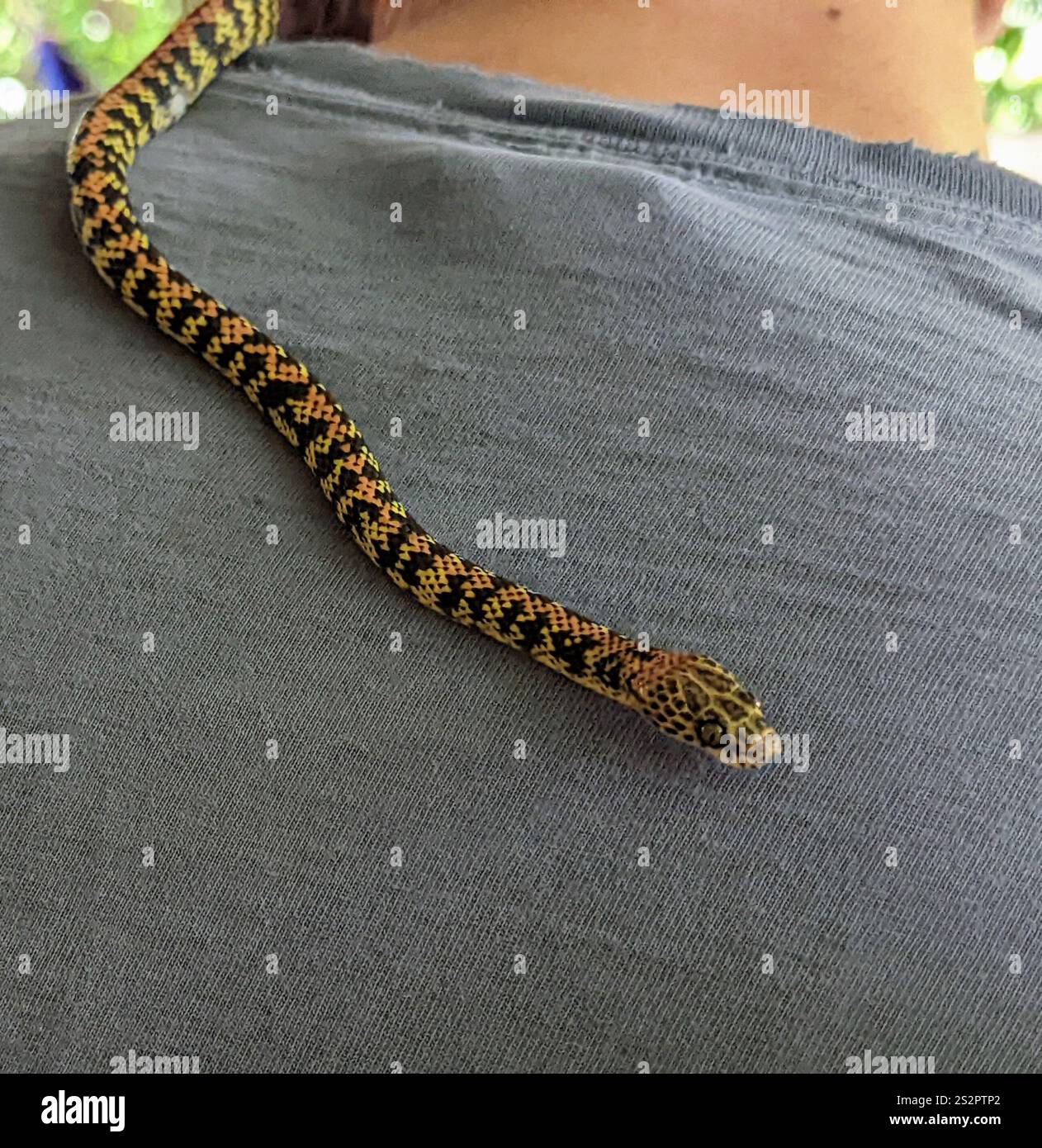 Panama Spotted Night Snake (Siphlophis cervinus Stock Photo - Alamy