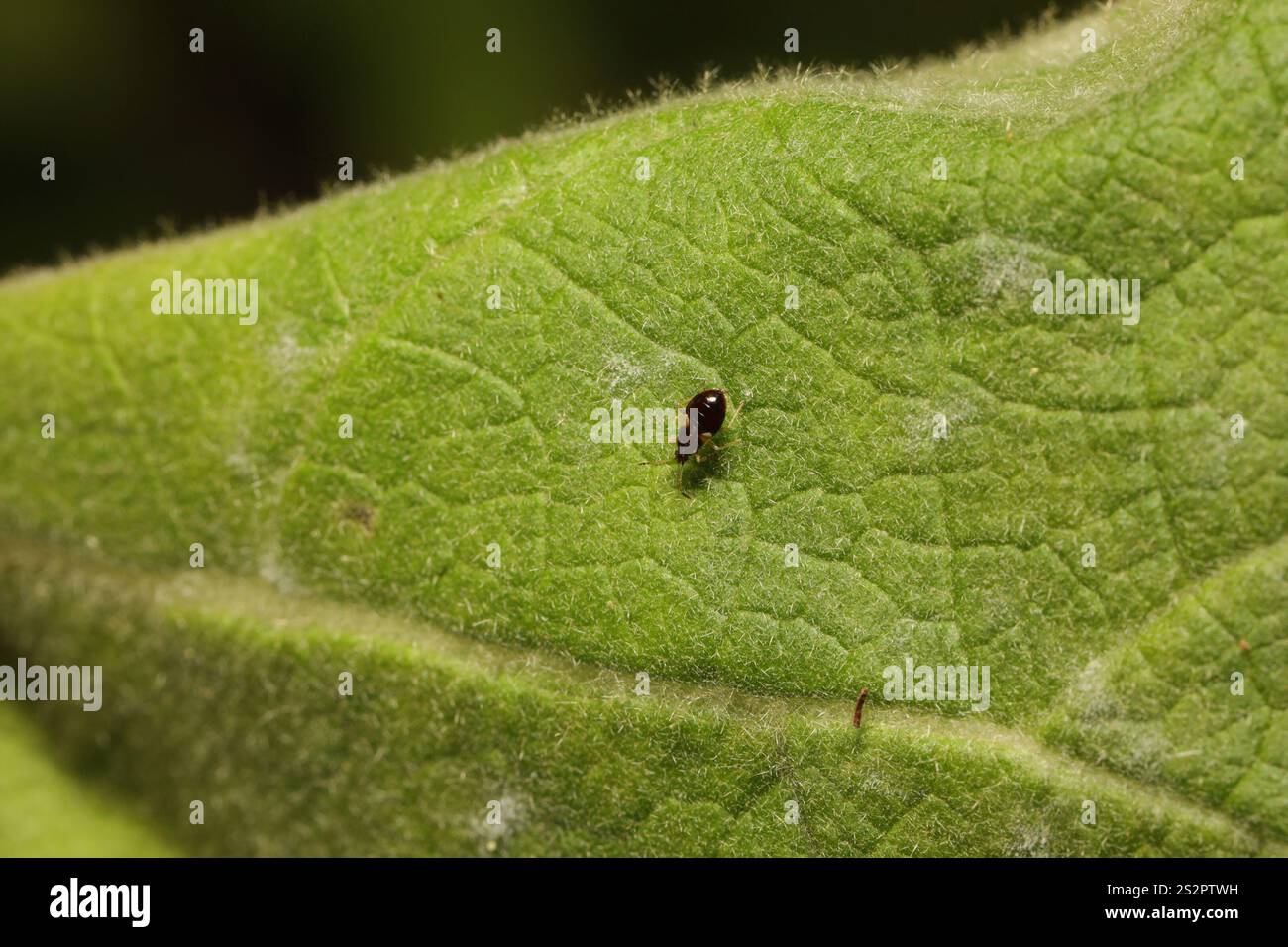 Common Flowerbug (Anthocoris nemorum Stock Photo - Alamy