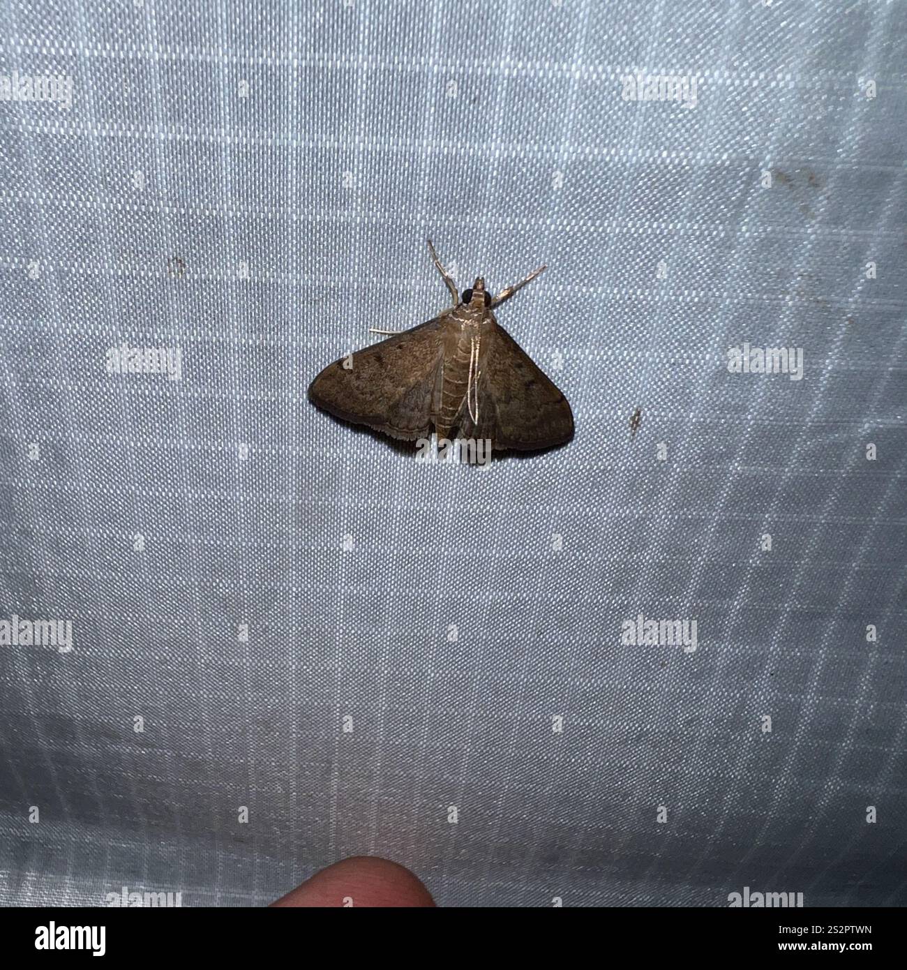 Dusky Herpetogramma Moth (Herpetogramma phaeopteralis Stock Photo - Alamy