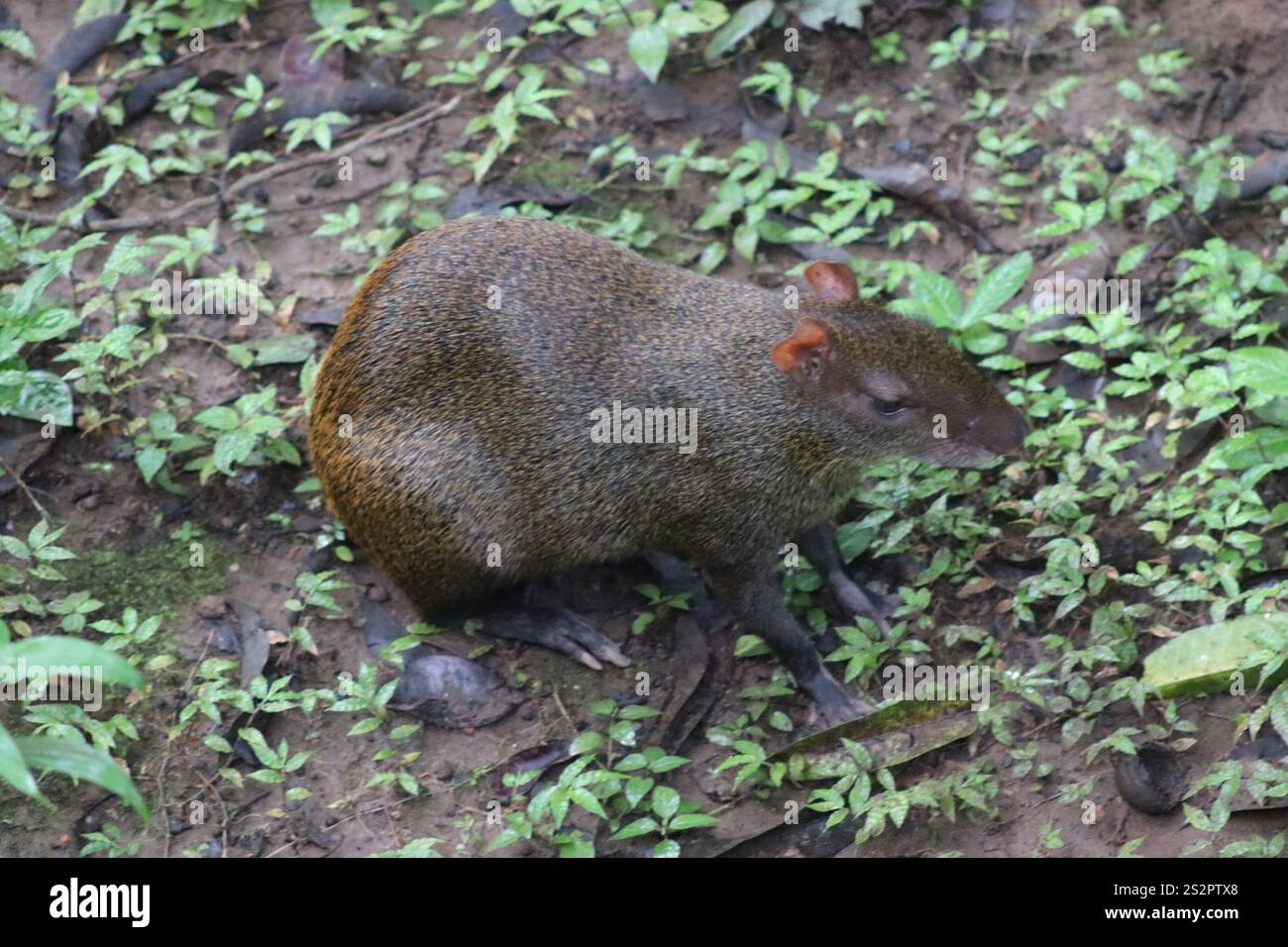 Central American Agouti (Dasyprocta punctata Stock Photo - Alamy