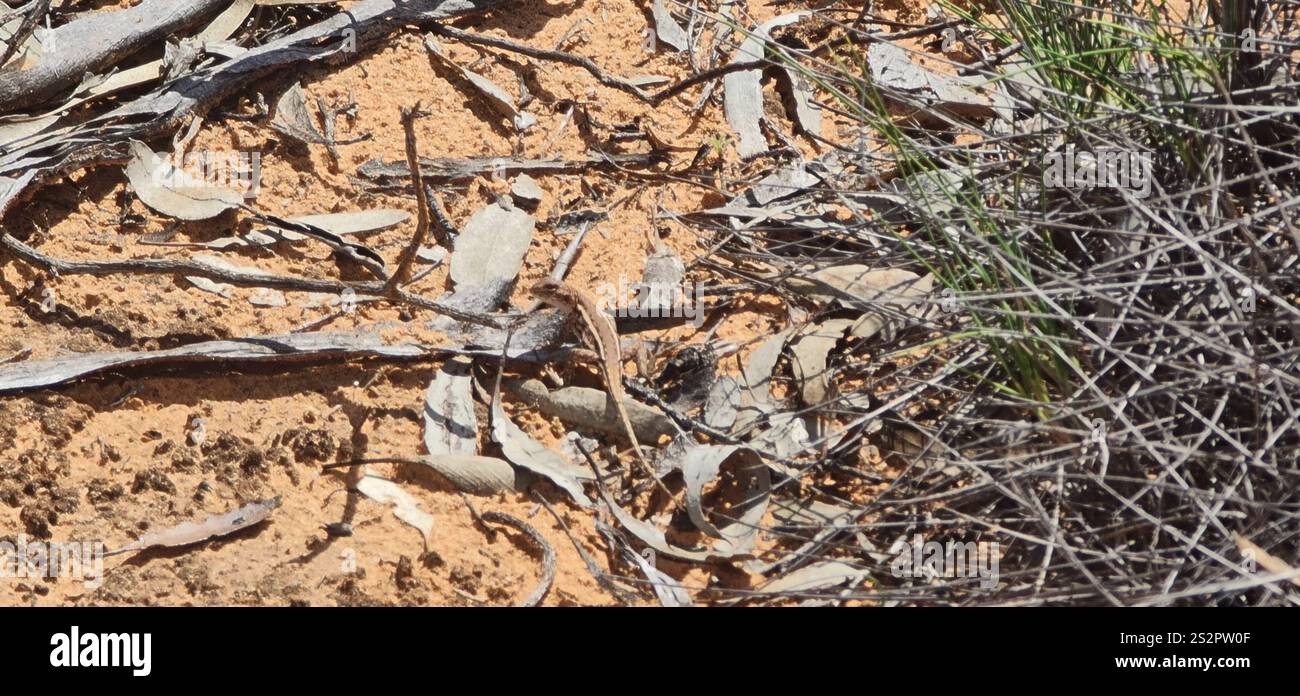 eastern mallee dragon (Ctenophorus spinodomus Stock Photo - Alamy